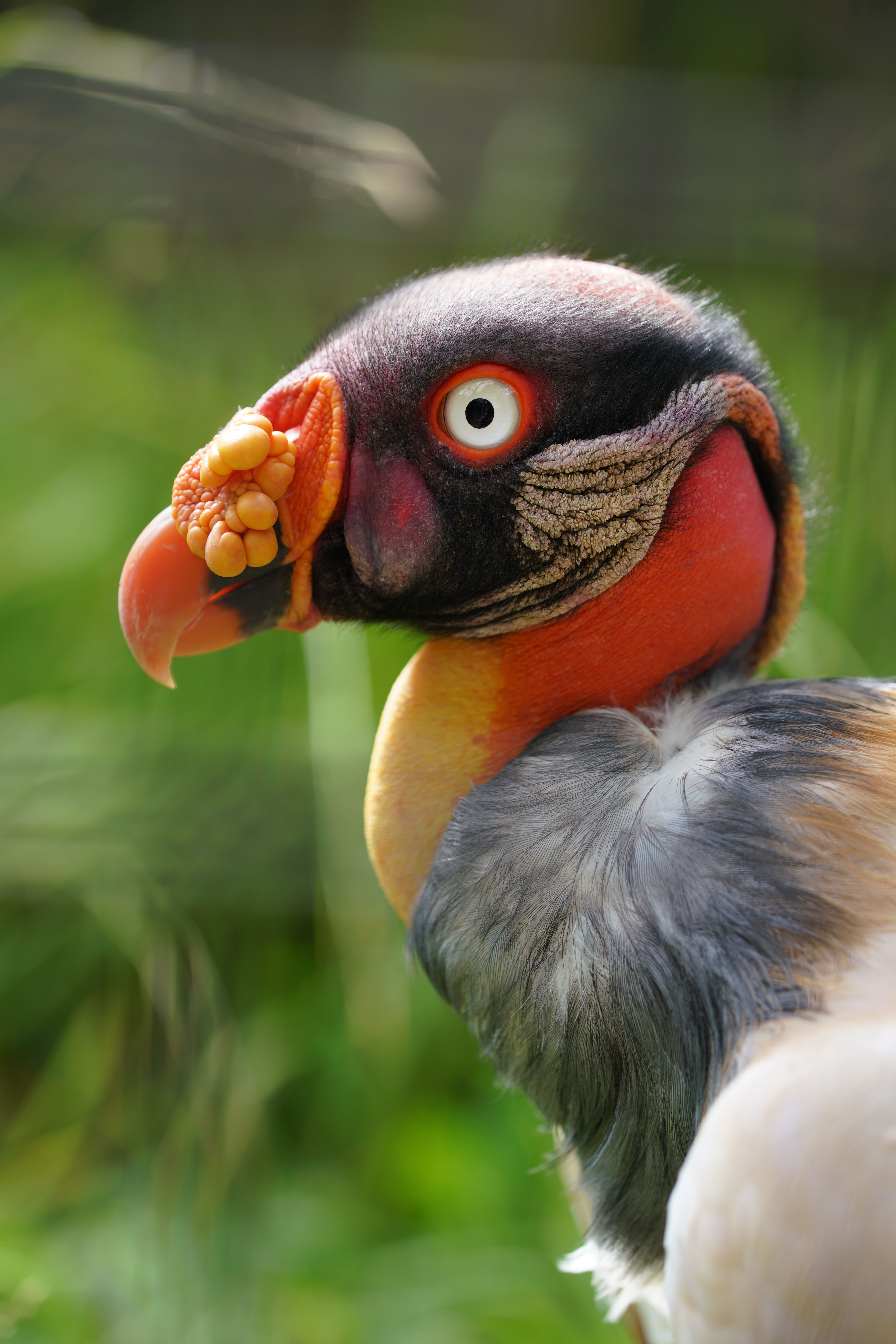 Close-up of a King Vulture · Free Stock Photo