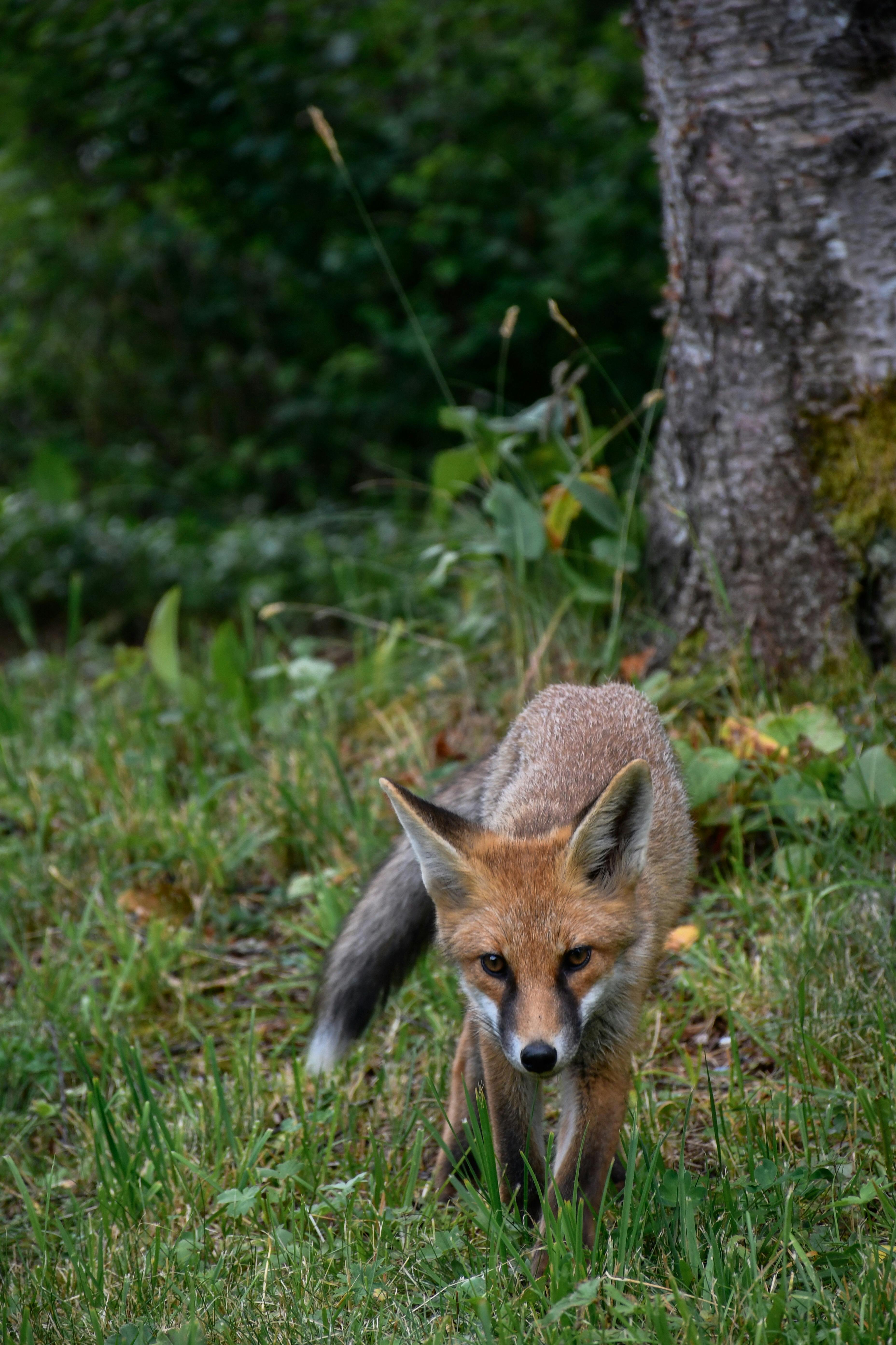 Fox Passing by a Tree · Free Stock Photo