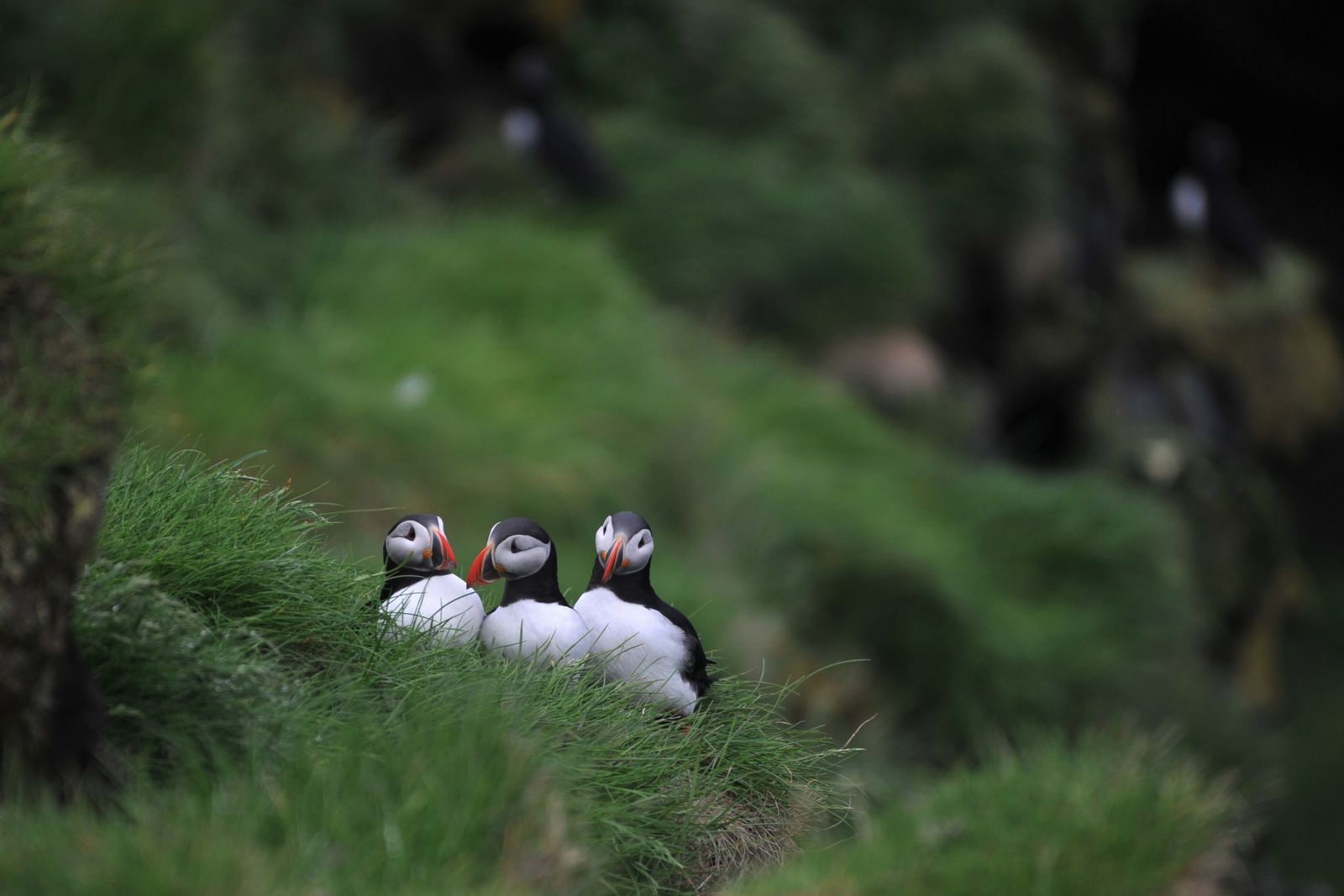 Puffin Photos, Download The BEST Free Puffin Stock Photos & HD Images