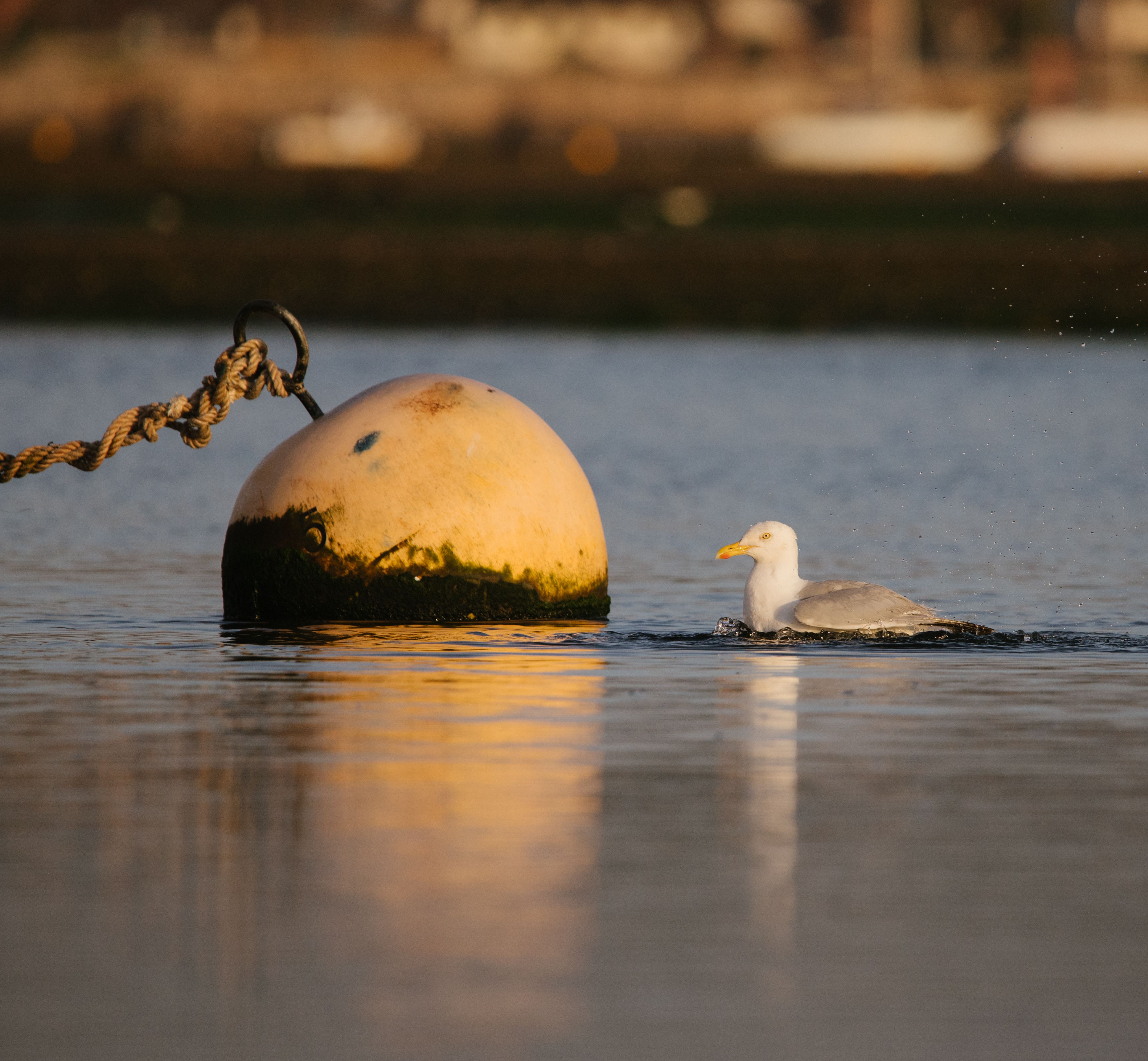 Seagull Floating in Bay next to Buoy · Free Stock Photo