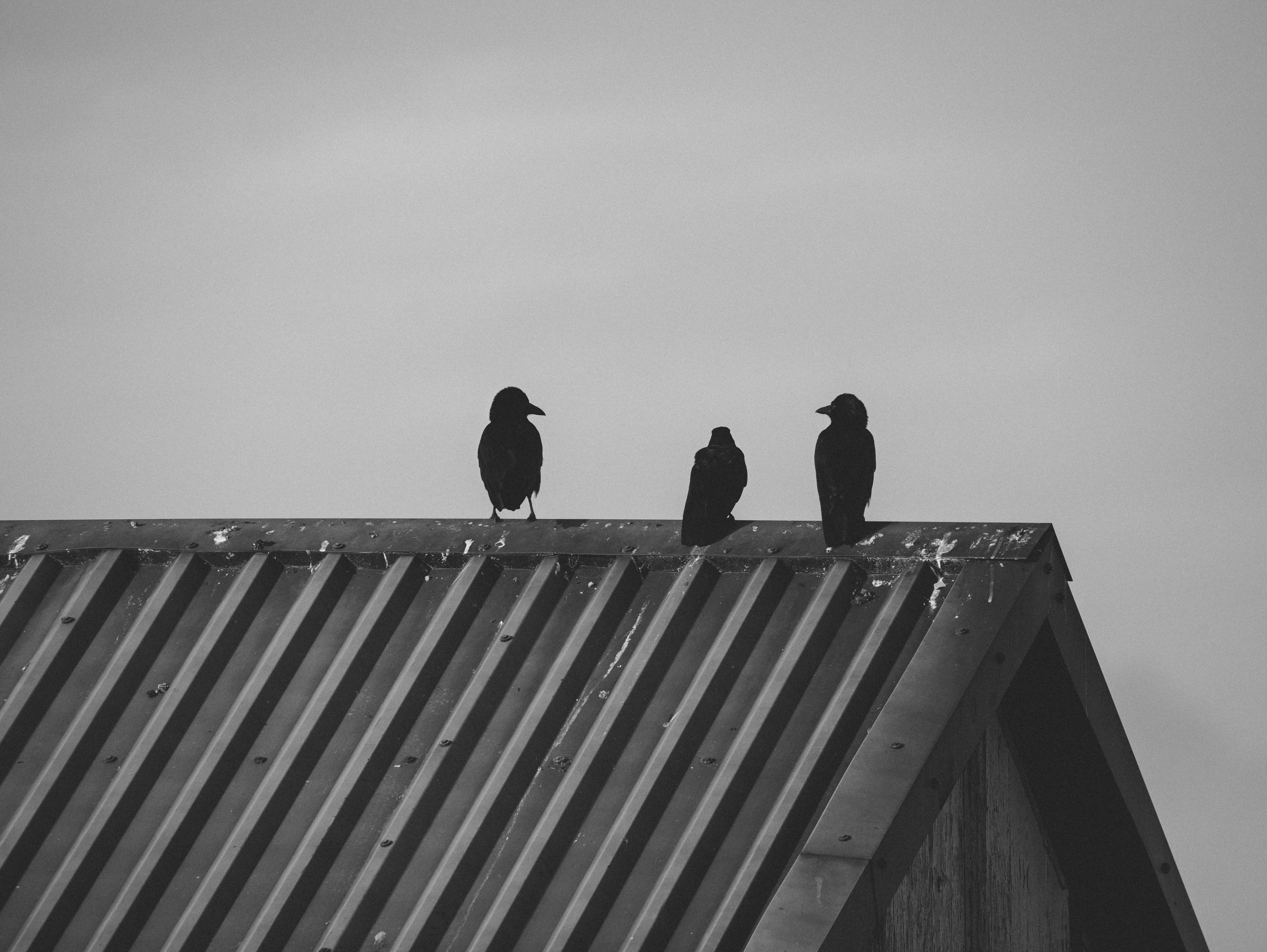 Close-up of Ravens Sitting on a Roof · Free Stock Photo