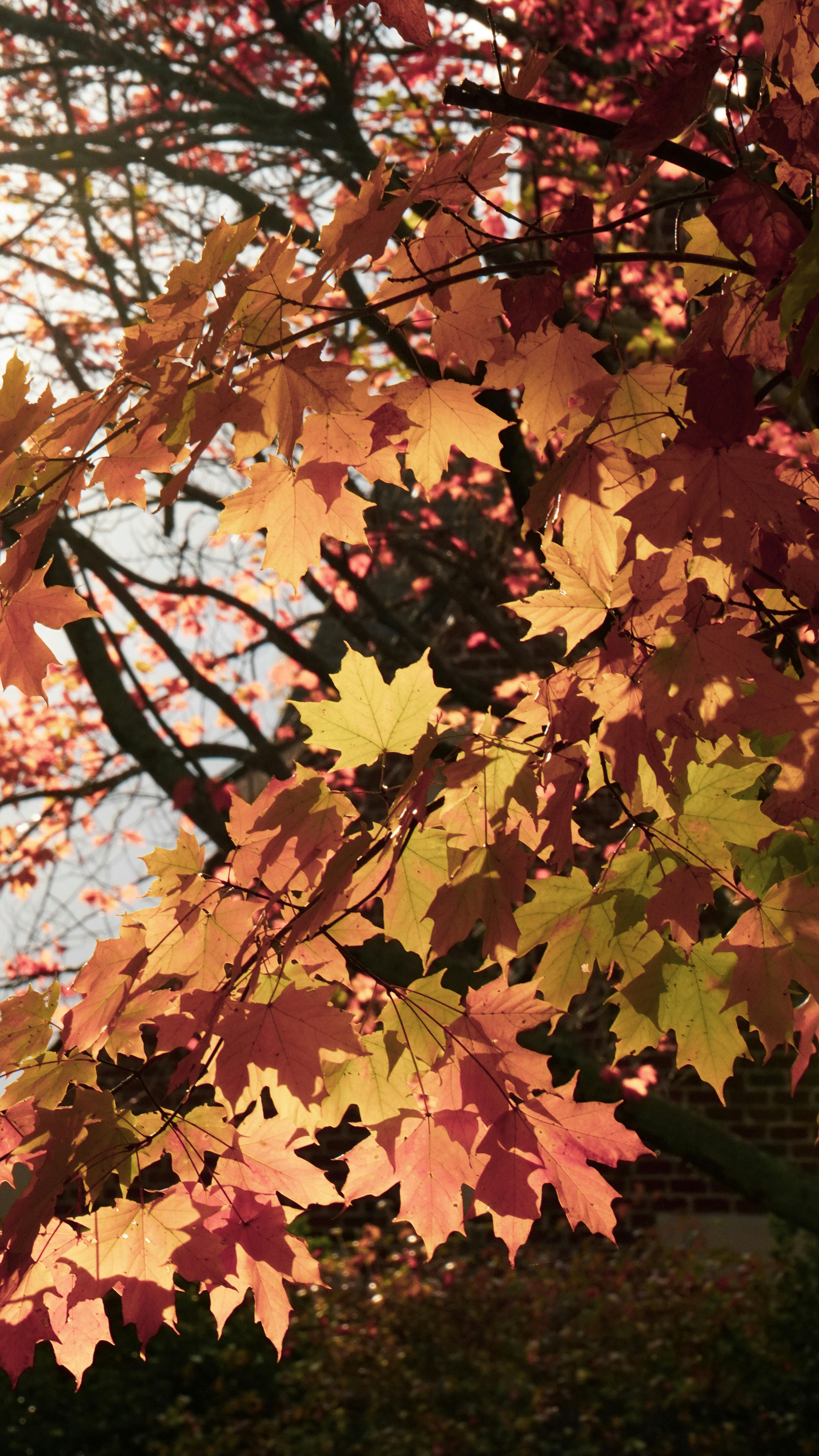 Low-Angle Shot of a Tree during Fall · Free Stock Photo