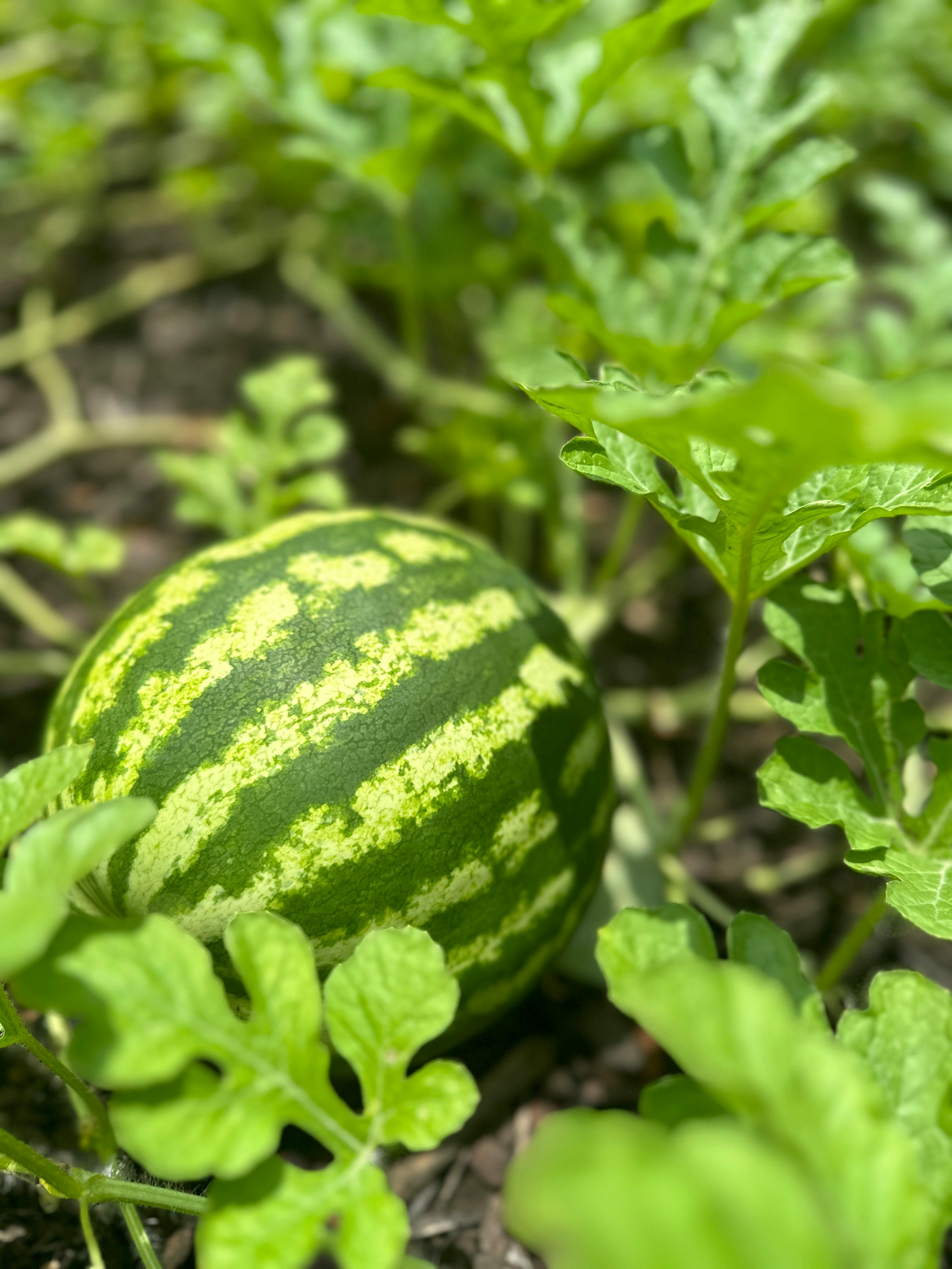 Rachel S - Photography