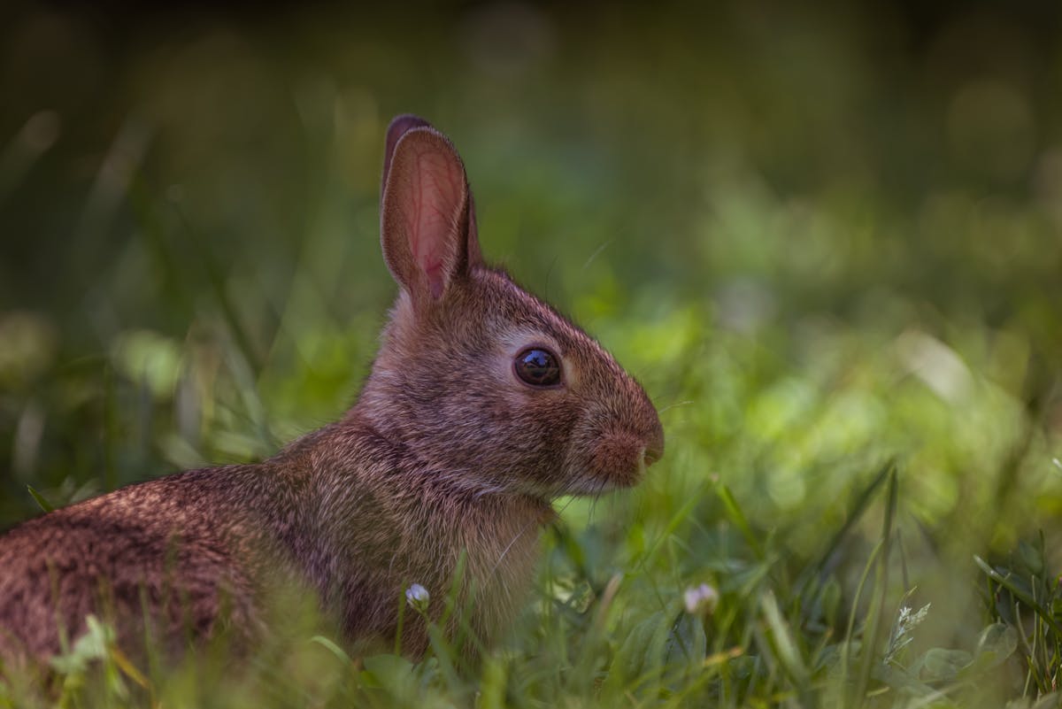Indian Rabbit Photos, Download The BEST Free Indian Rabbit Stock Photos ...