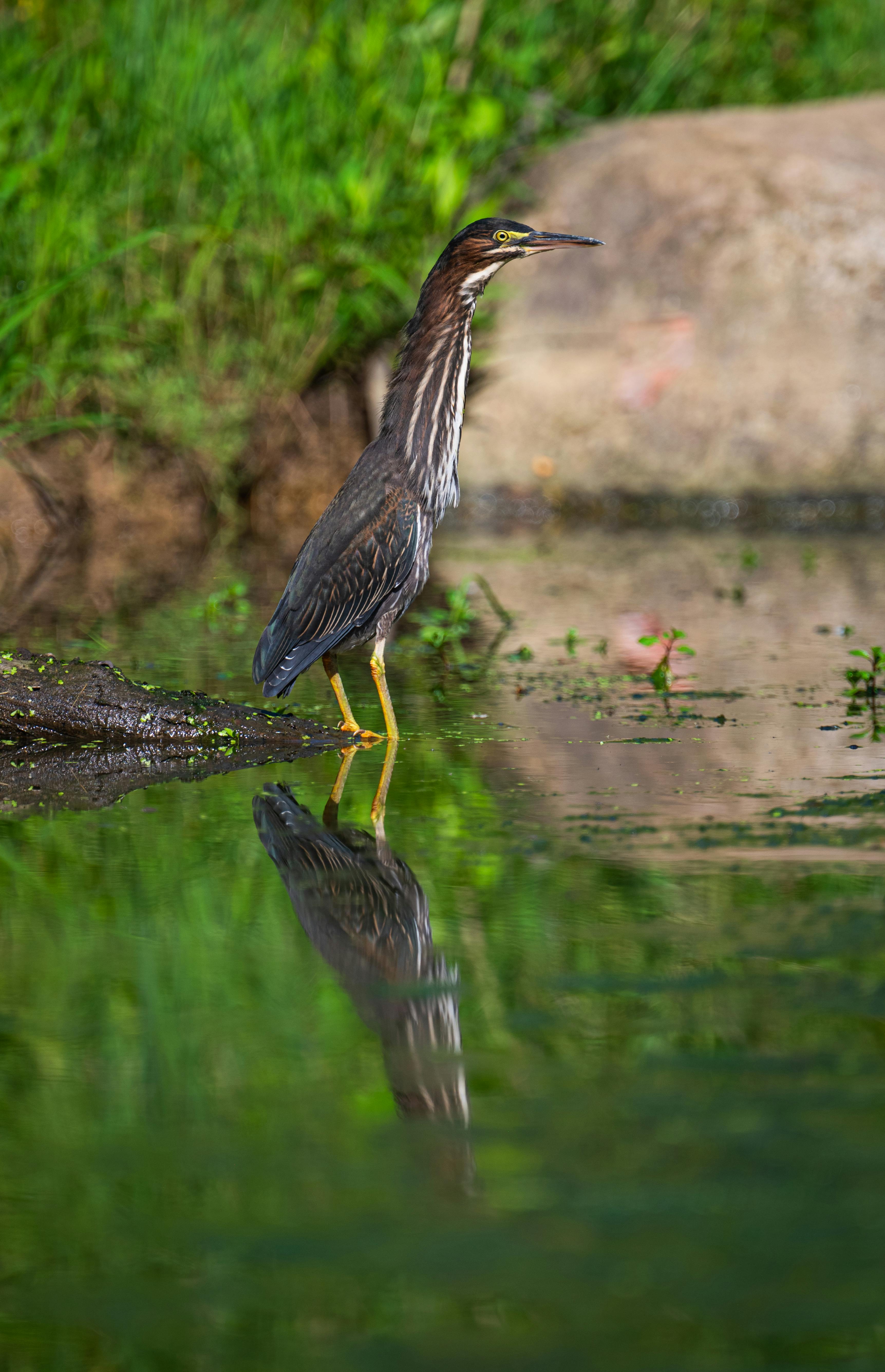 Black Bittern Bird Wading in Water · Free Stock Photo