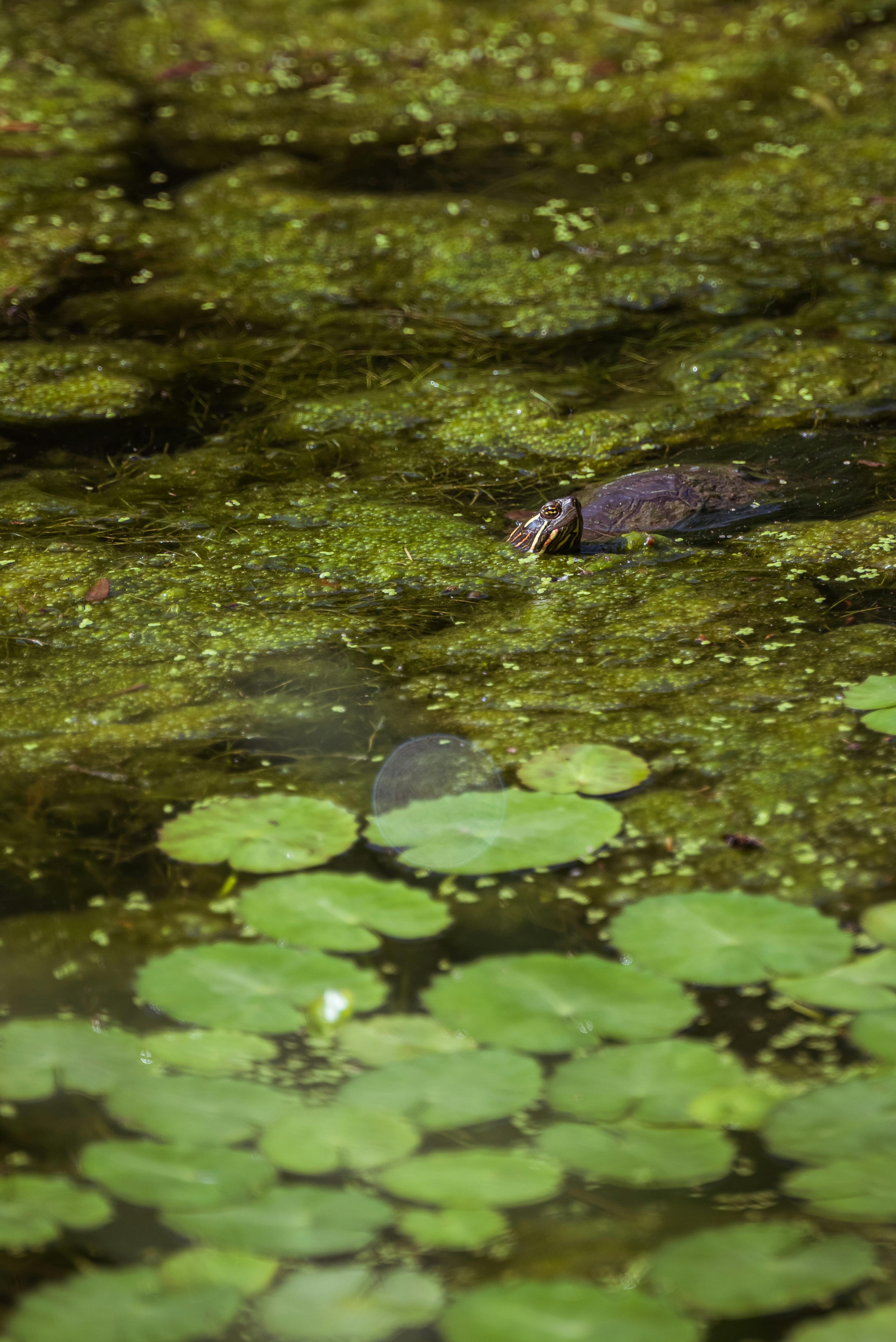 Turtle In Pond Photos, Download The BEST Free Turtle In Pond Stock ...
