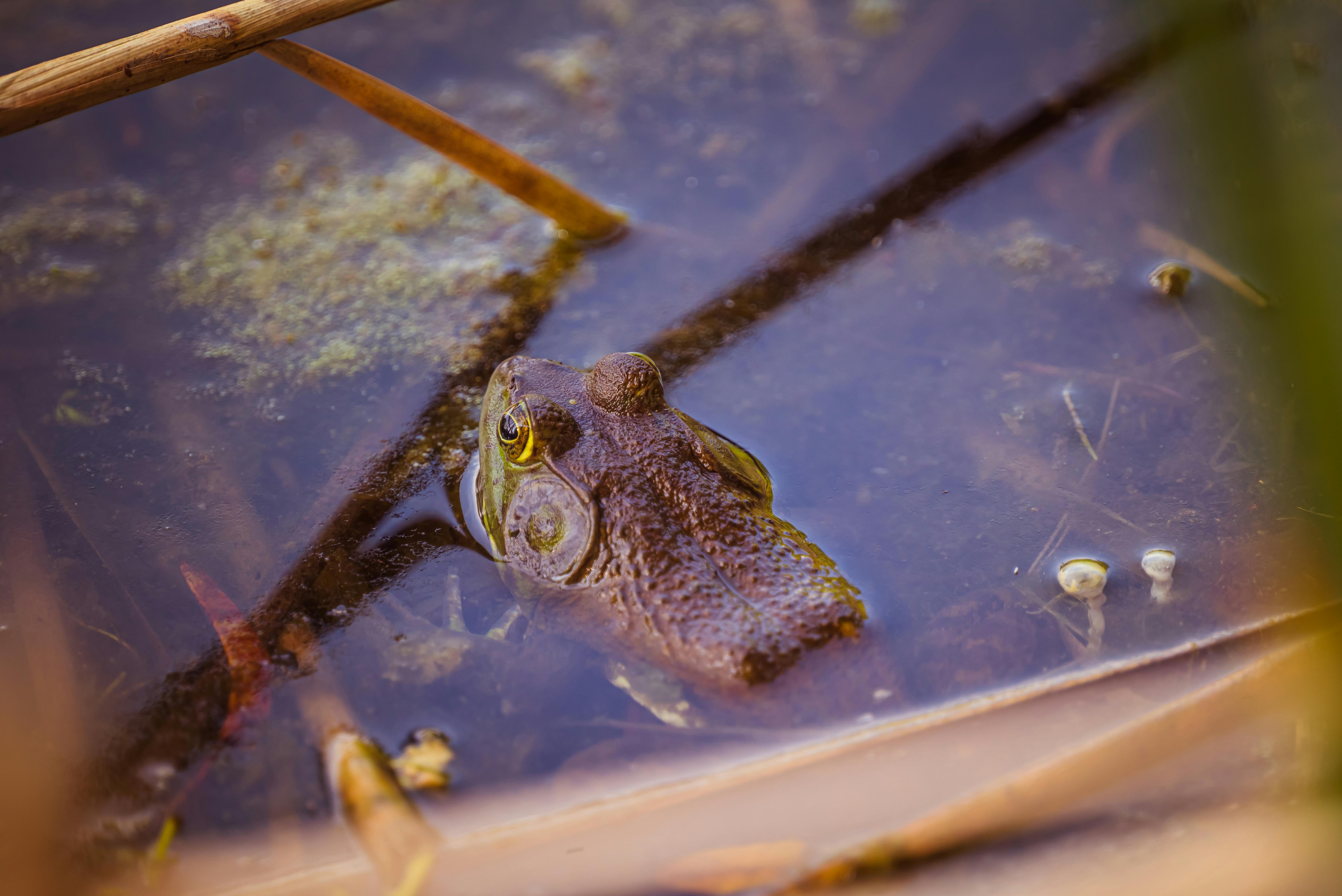 Close-up of an American Bullfrog in the Water · Free Stock Photo