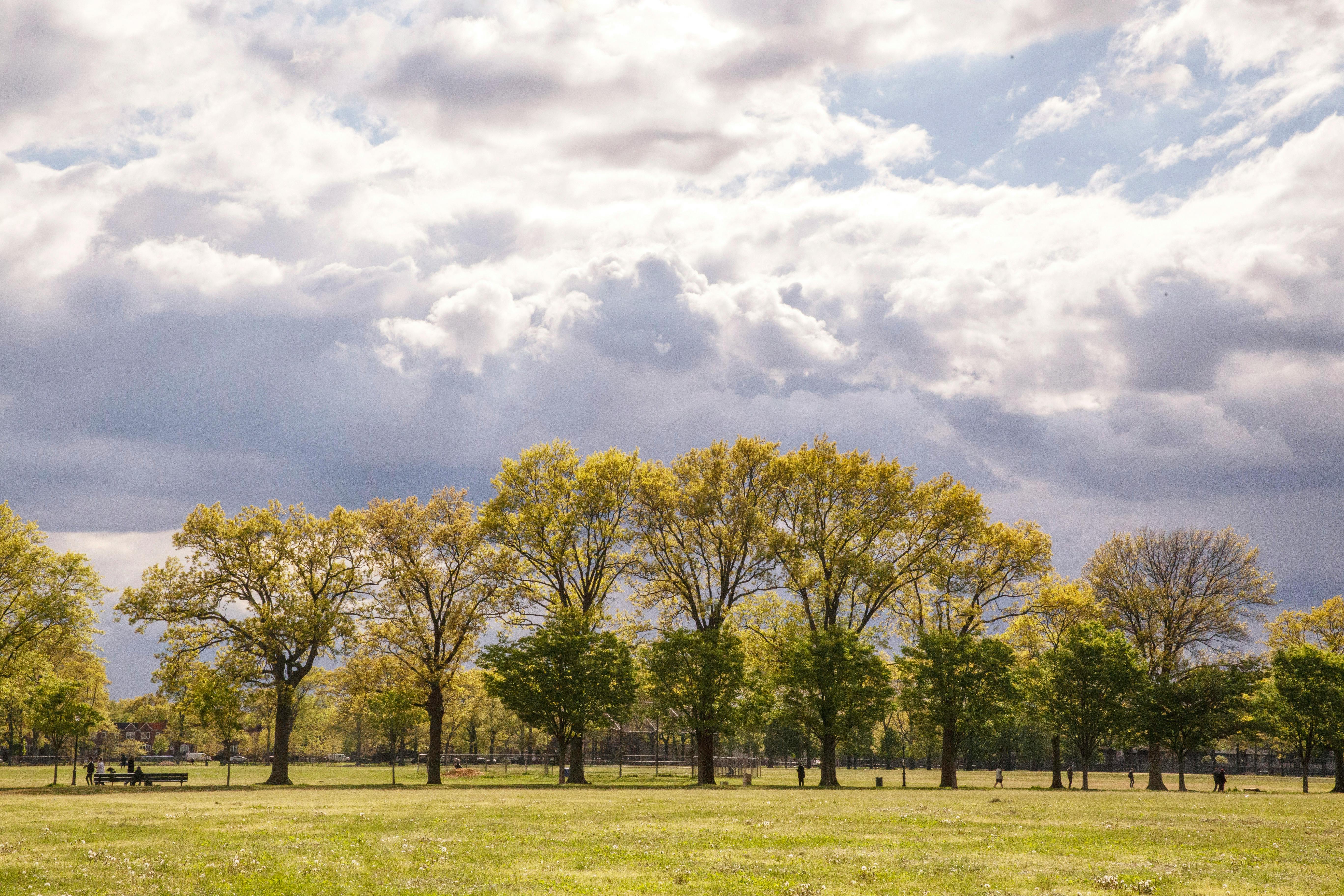 Cloudy Sky over Trees in Park · Free Stock Photo