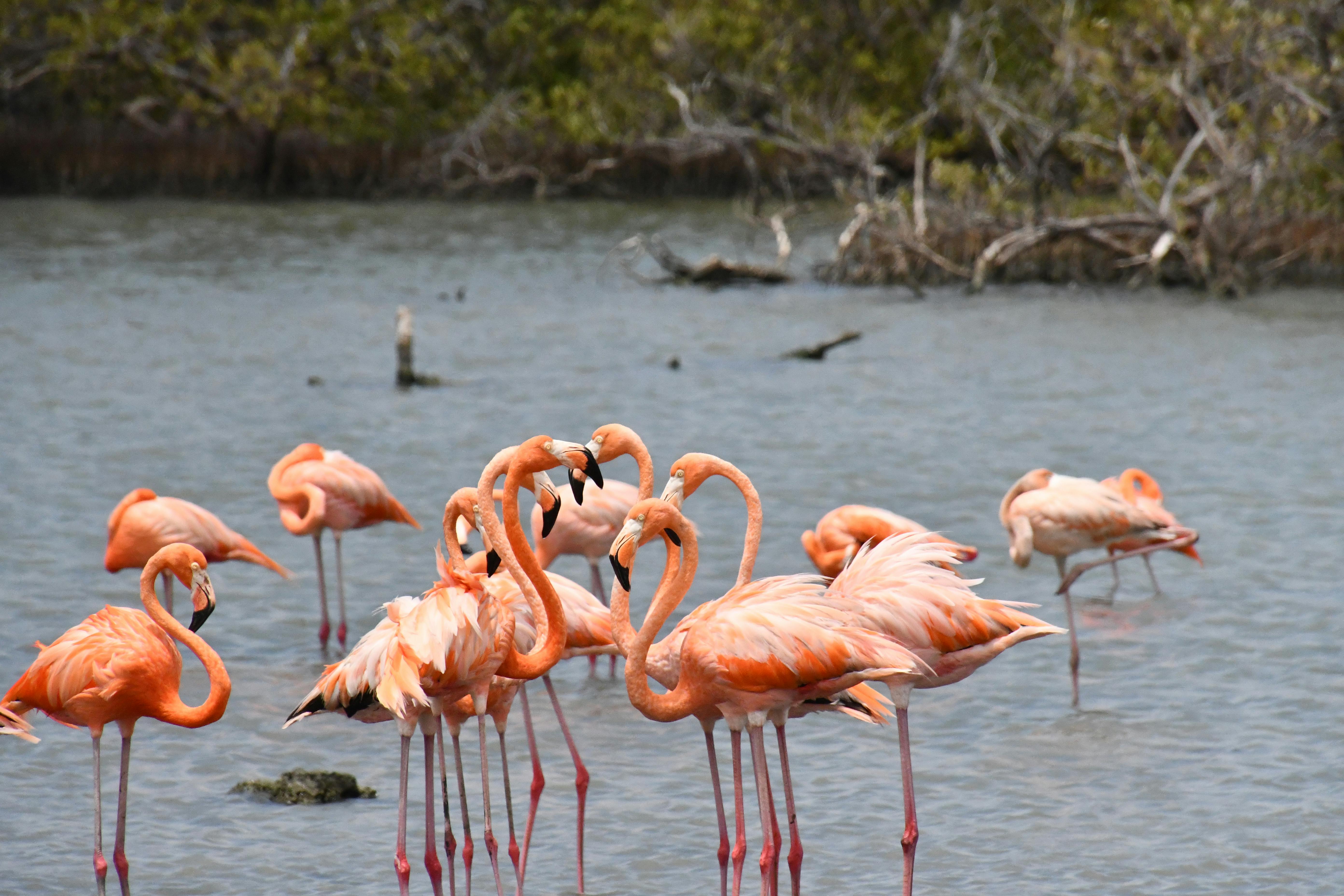 Flock of American Flamingo Birds Wading in Shallow Water · Free Stock Photo