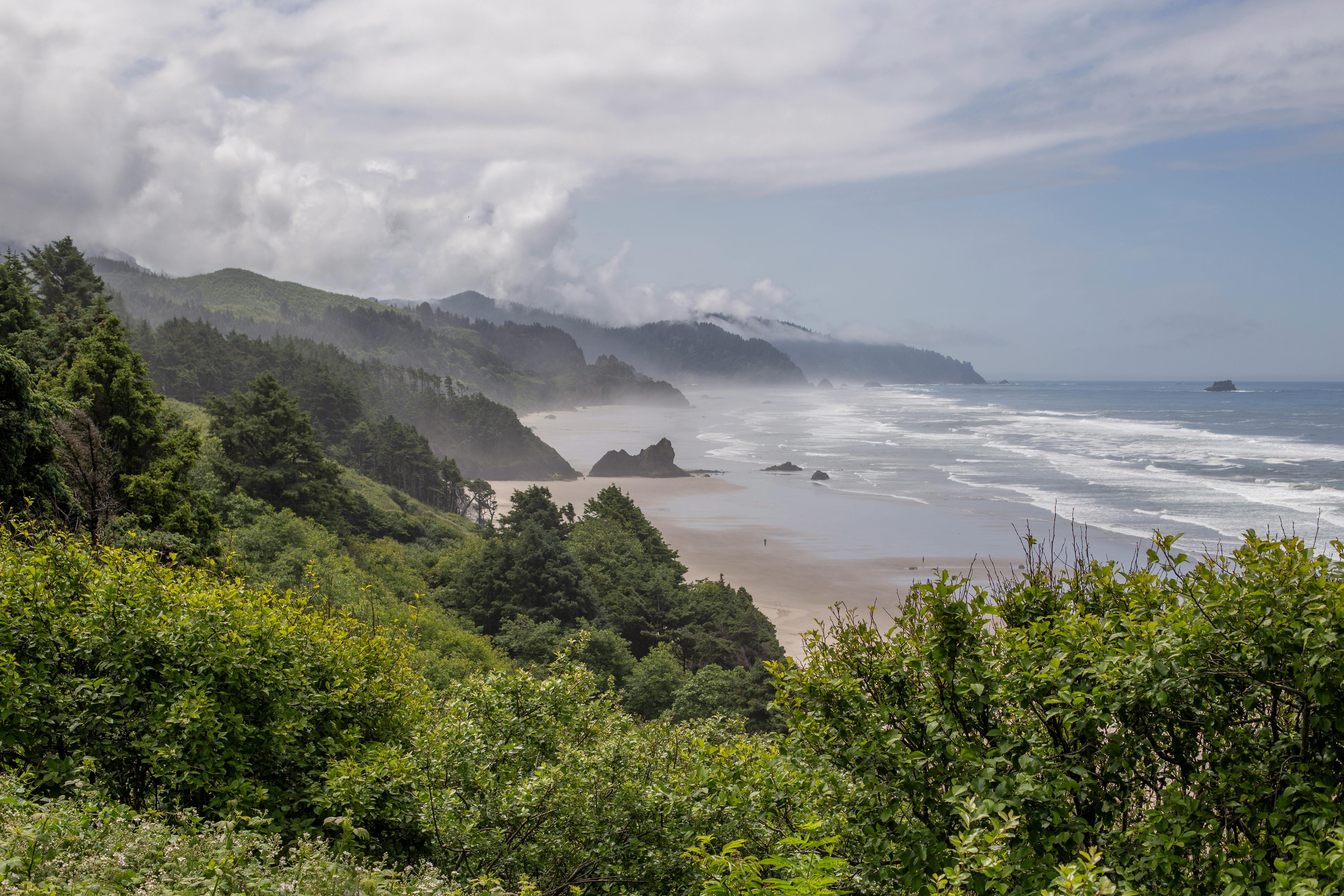 Deep Forest on Sea Coast · Free Stock Photo
