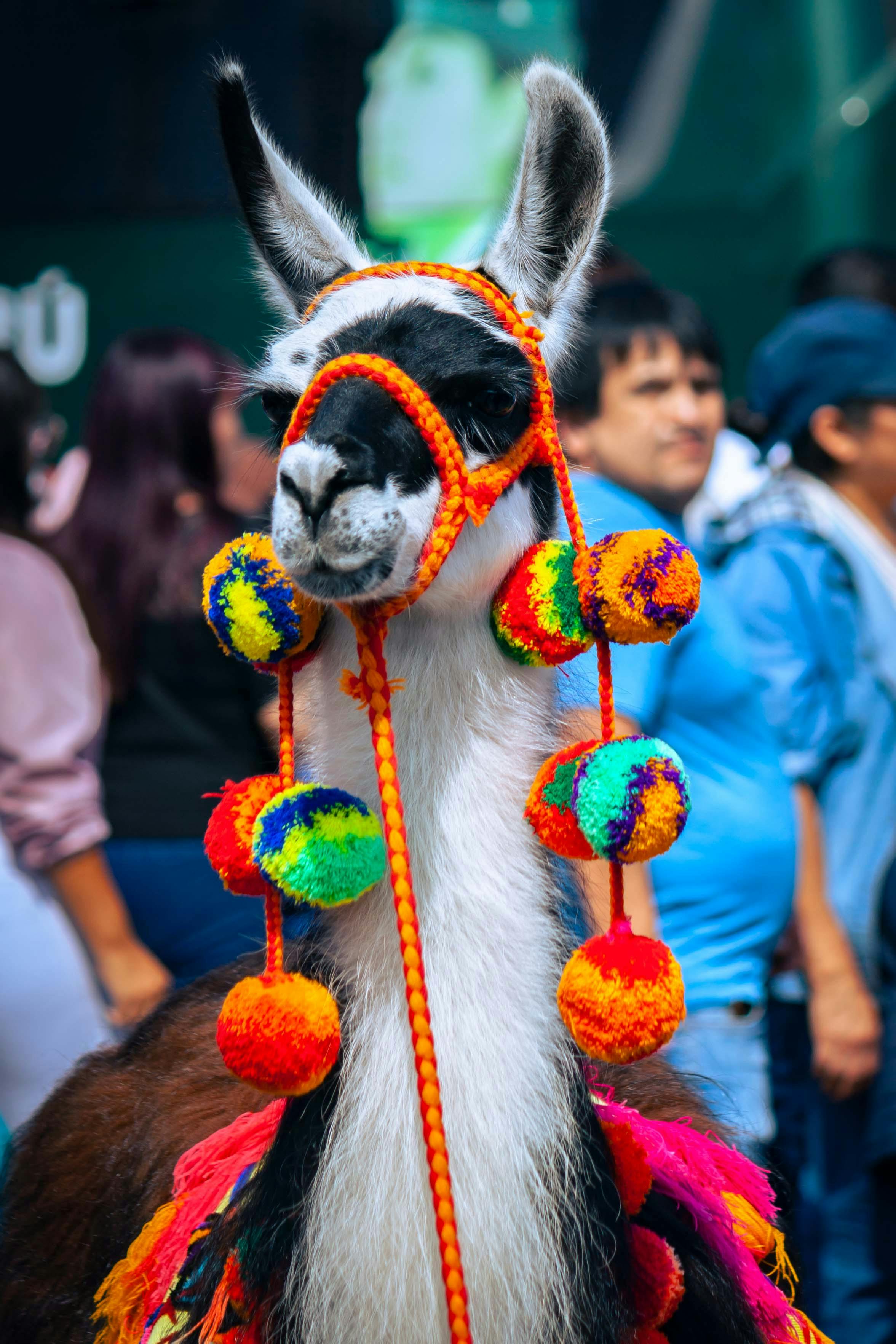 Carnival Animals Photos, Download The BEST Free Carnival Animals Stock ...