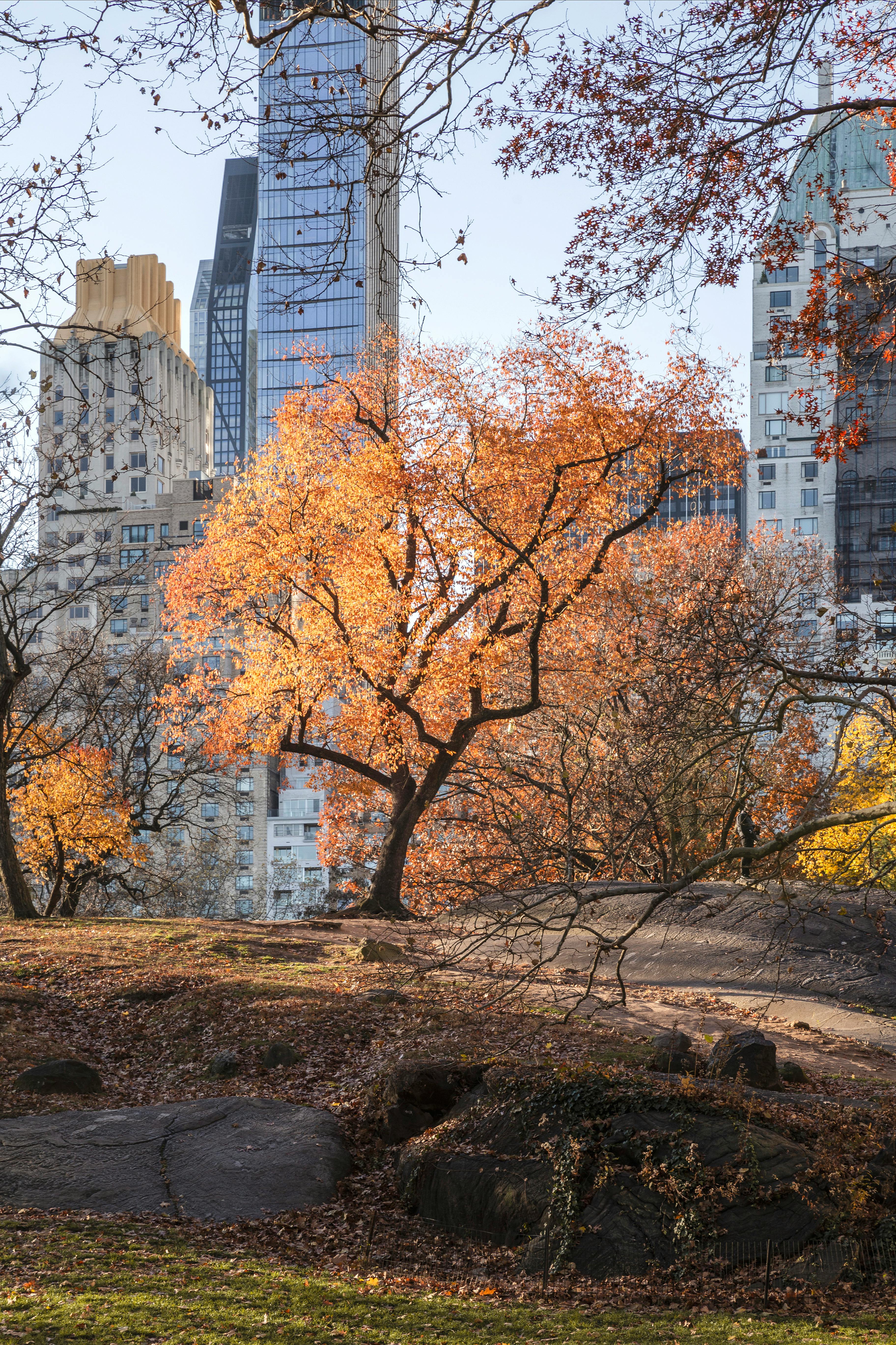 Autumn Tree in Central Park in New York City, USA · Free Stock Photo