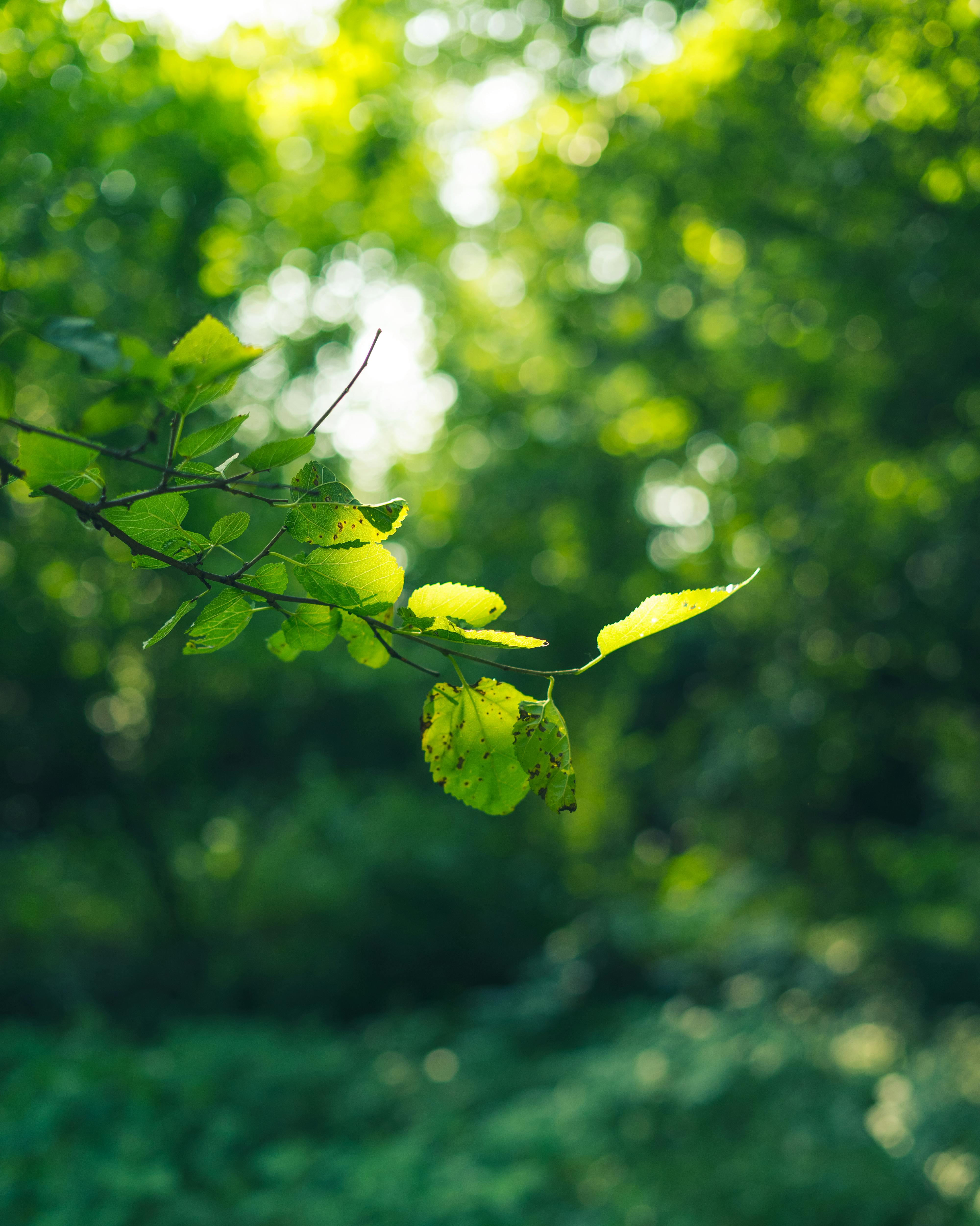 Green Tree & Earth Photos, Download The BEST Free Green Tree & Earth ...