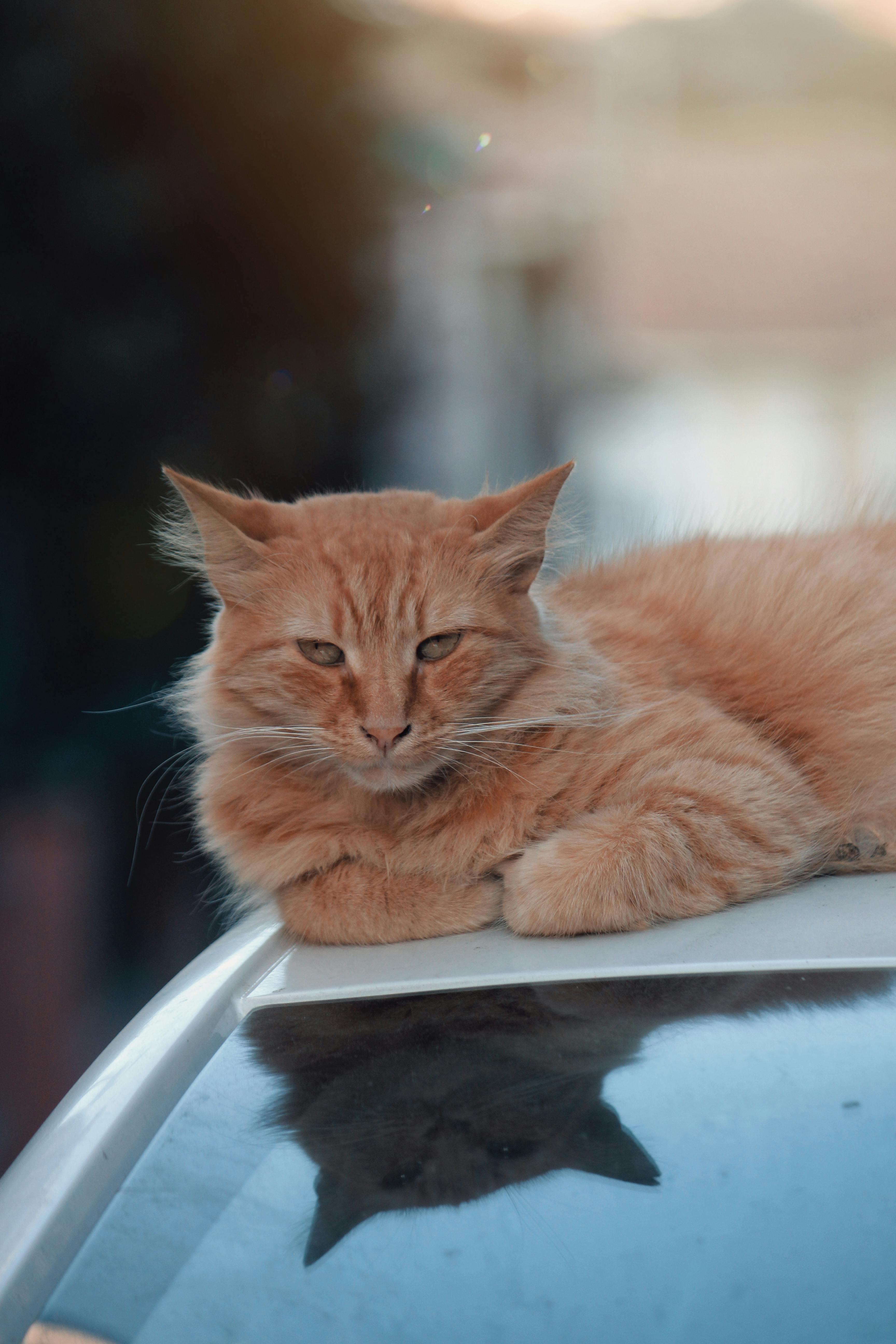 Paw Position Photos, Download The BEST Free Paw Position Stock Photos ...