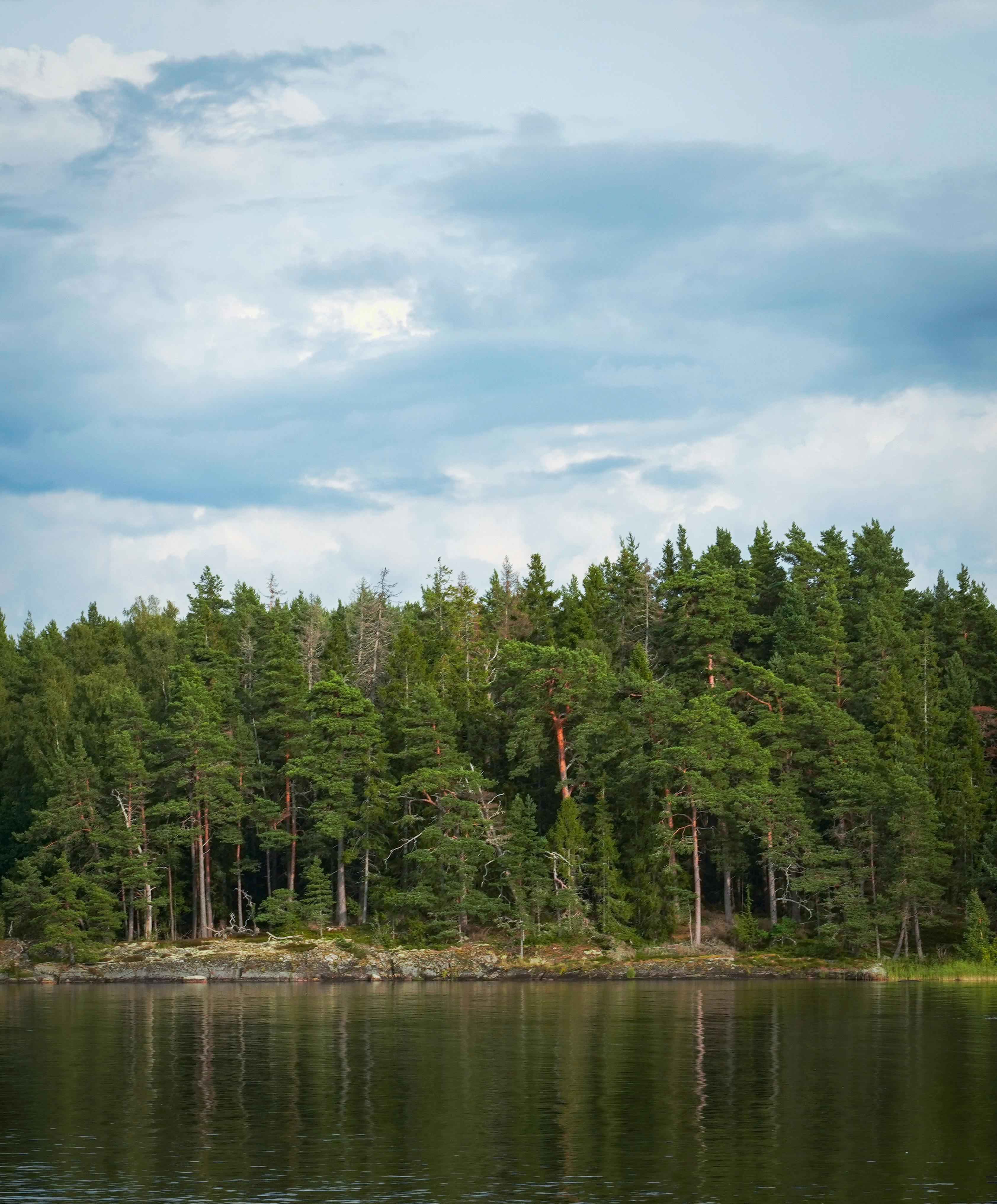 View of a Body of Water and Coniferous Trees · Free Stock Photo