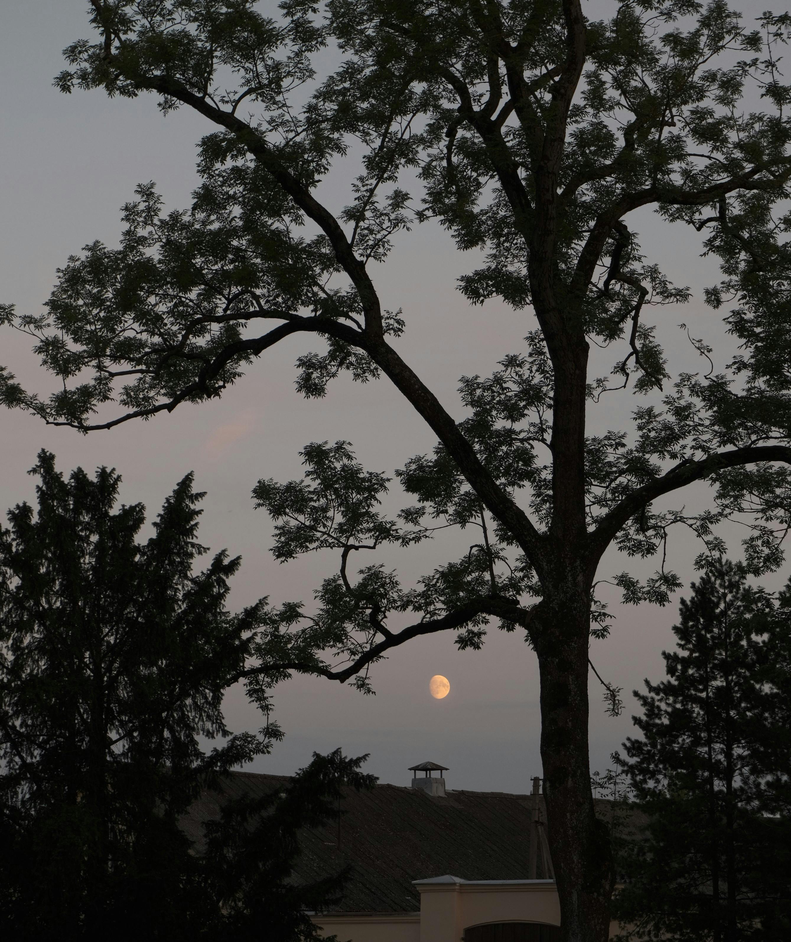 Tree and a Moon at Dusk · Free Stock Photo