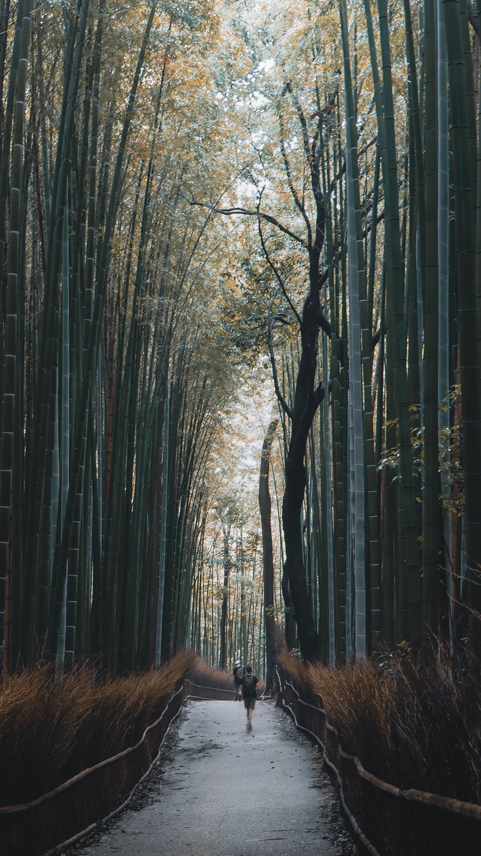 Sagano+Bambo+Forest+Wallpaper Photos, Download The BEST Free Sagano ...
