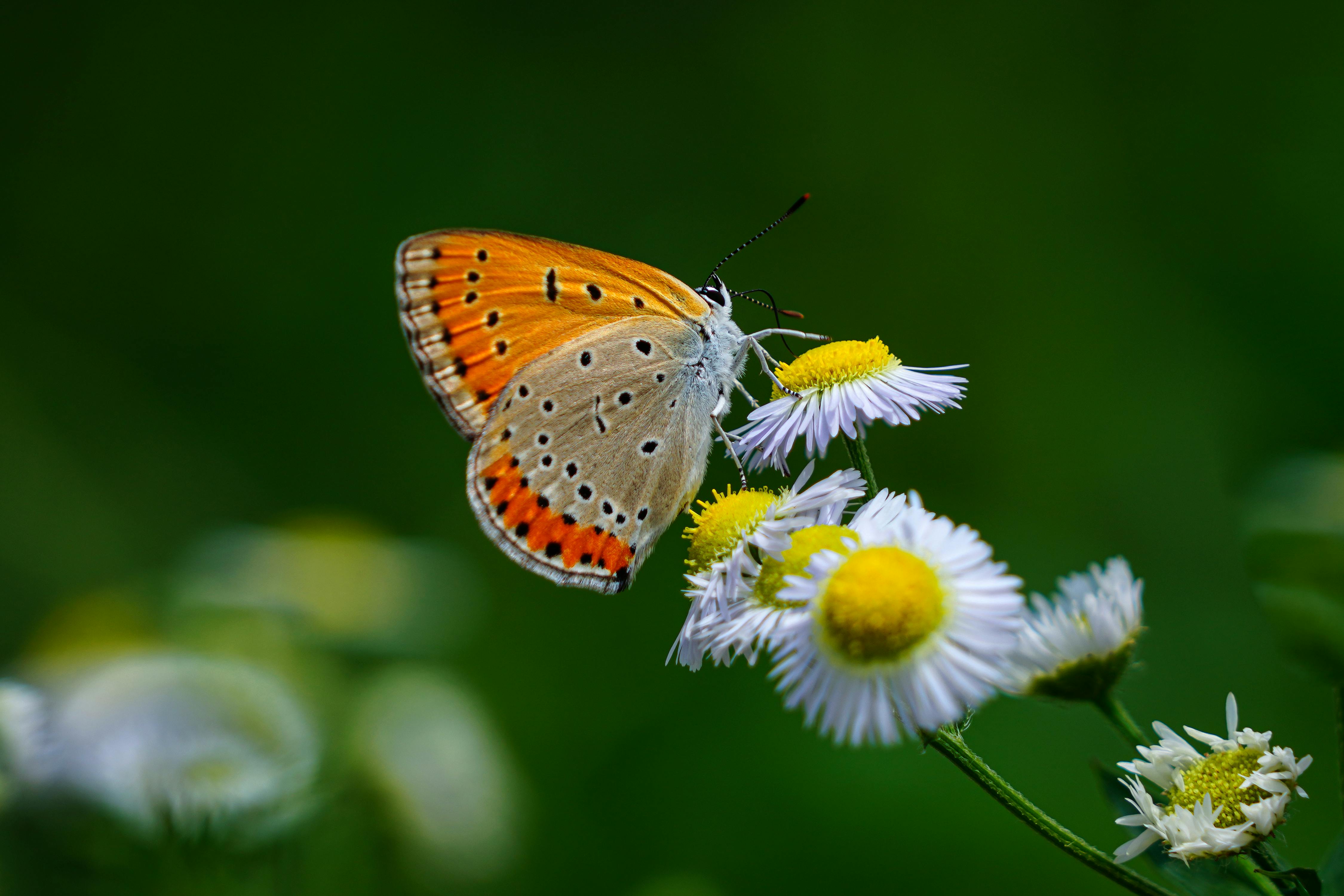 Butterfly Flowers Simple Photos, Download The BEST Free Butterfly ...