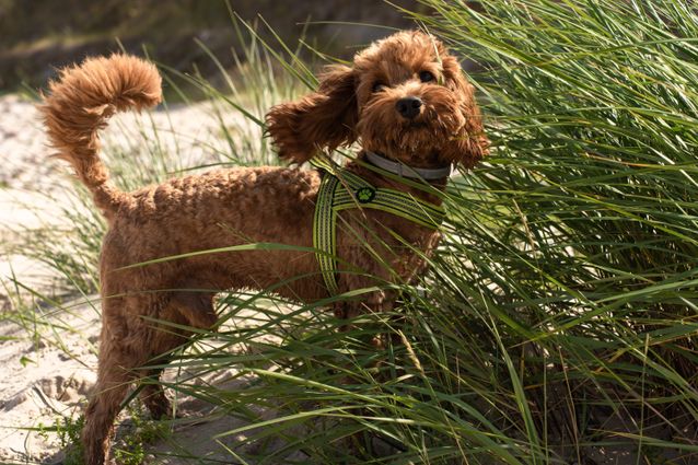 Poodle Guard Dog: Loyal Protection Meets Intelligent Breed