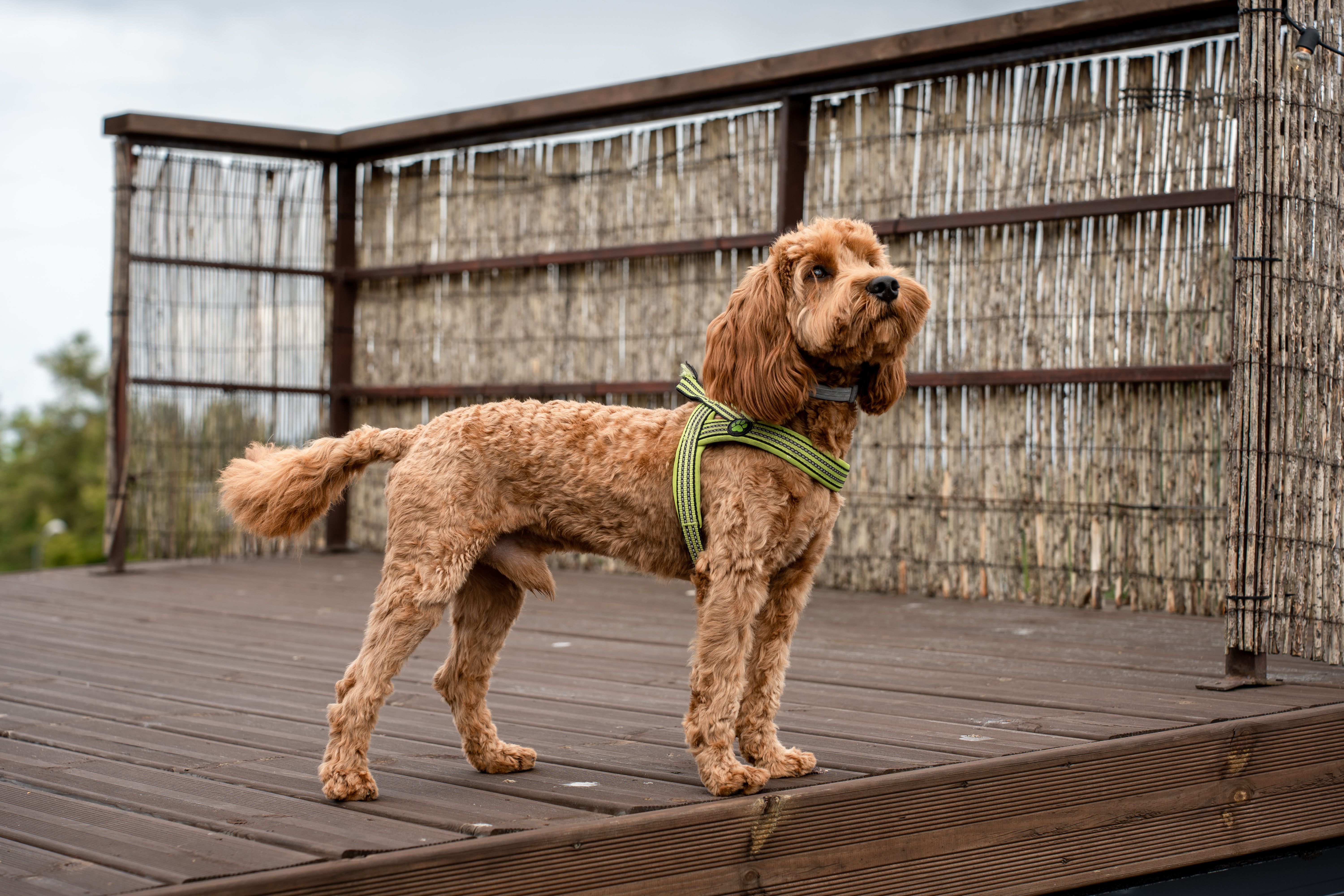 Brown Dog on a Wooden Terrace · Free Stock Photo