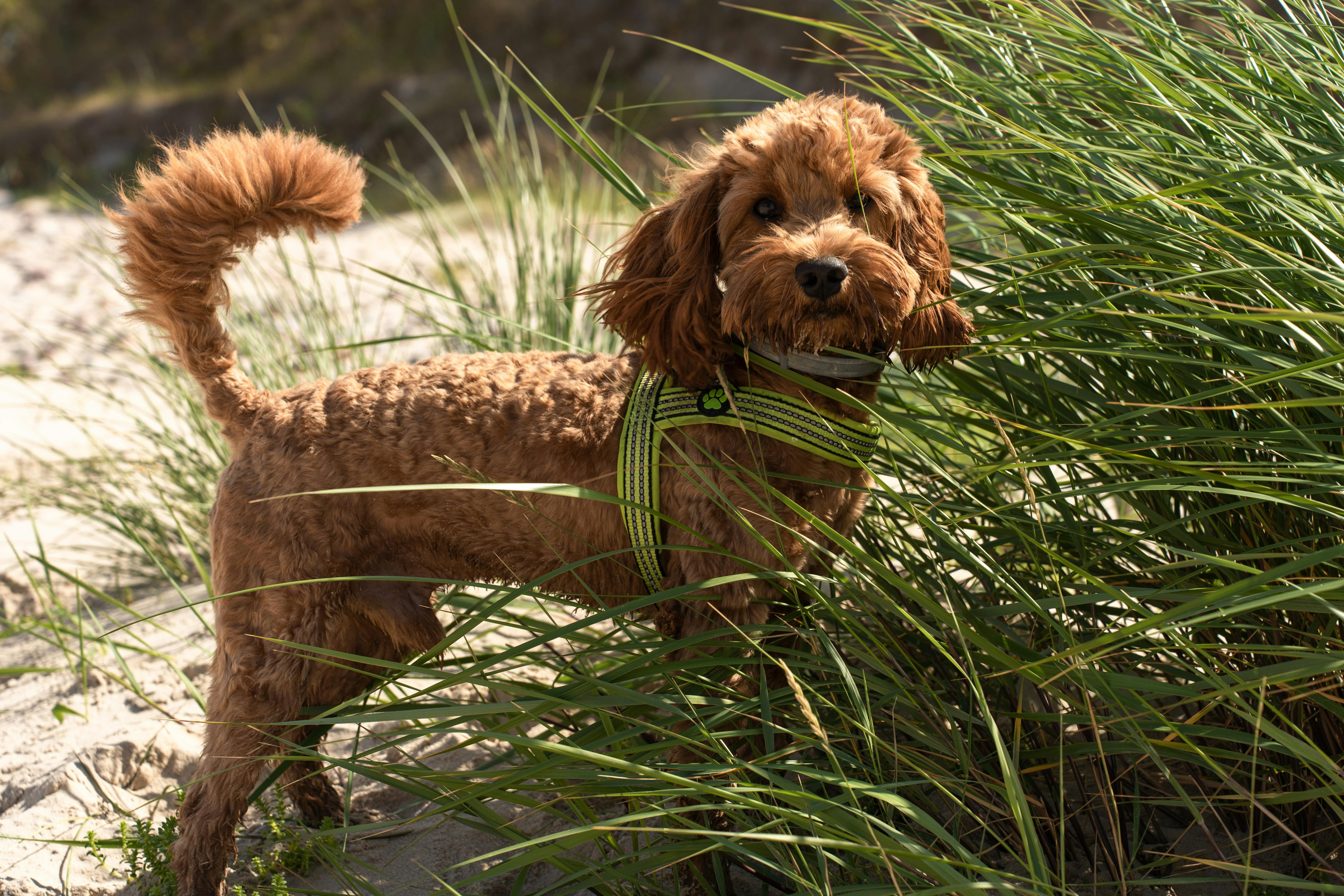 Brown Dog on a Path Among Grass · Free Stock Photo