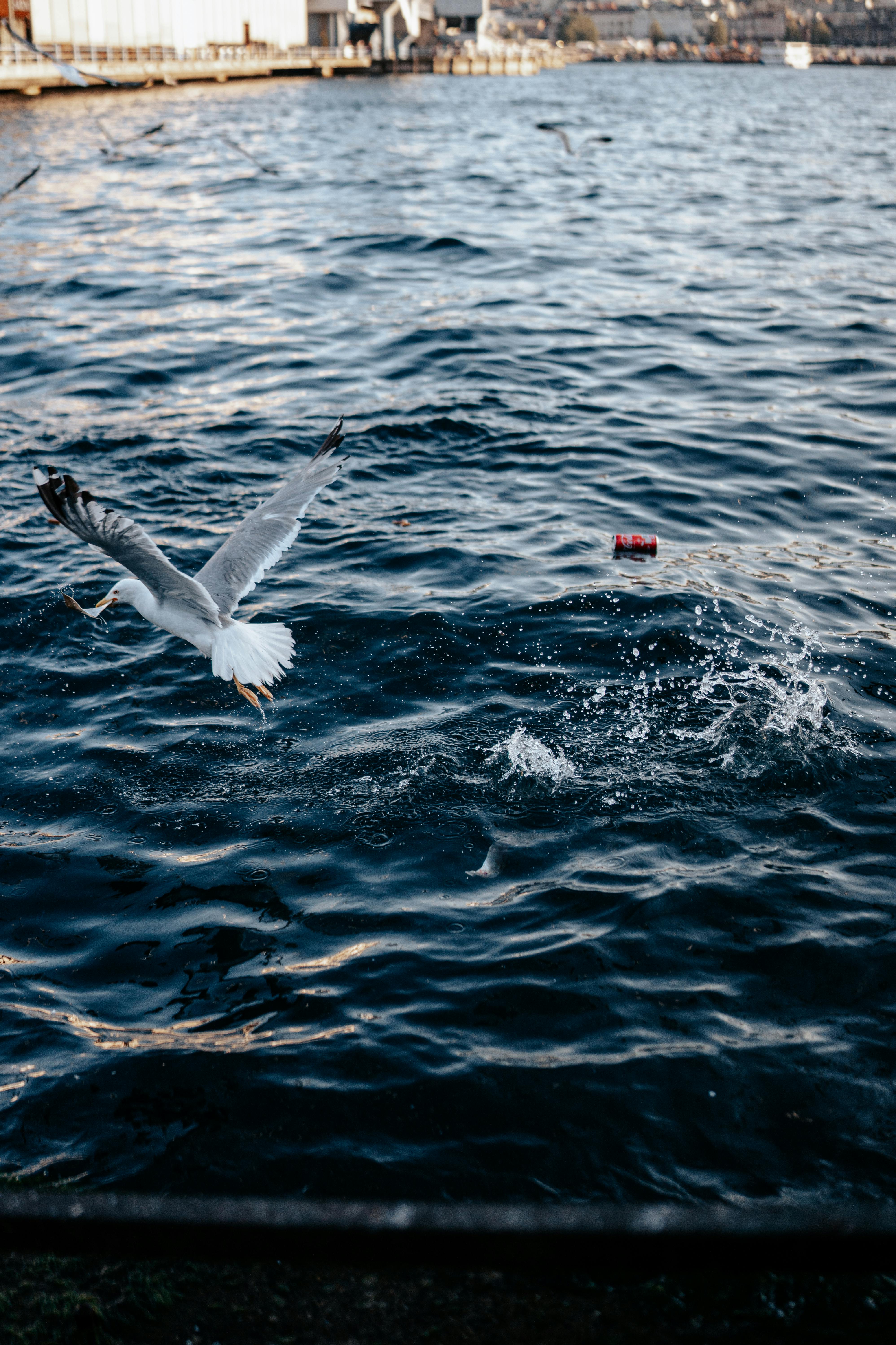 Seagull Catching Fish in the Sea · Free Stock Photo