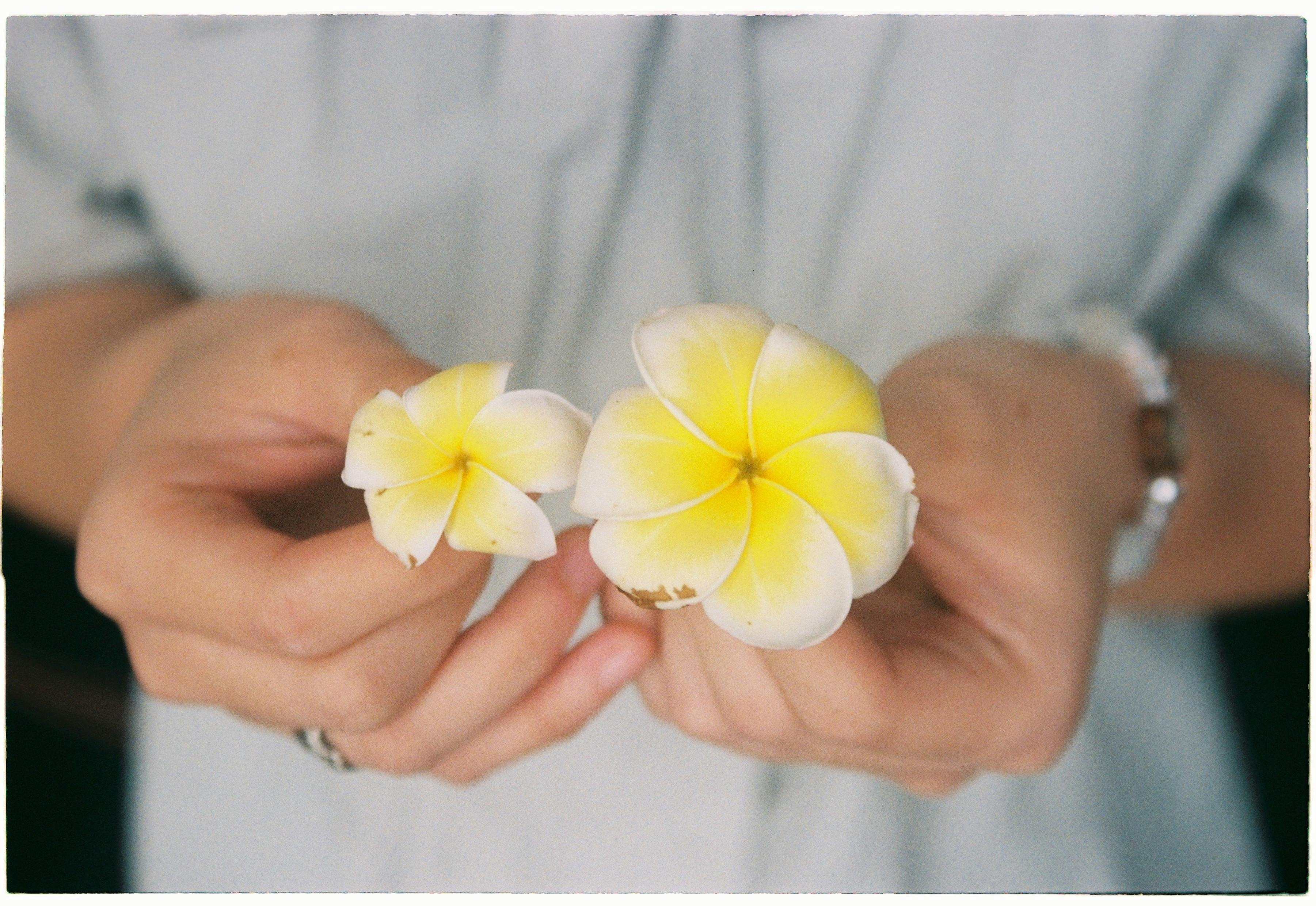 Hand Holding a White Blooming Flower · Free Stock Photo