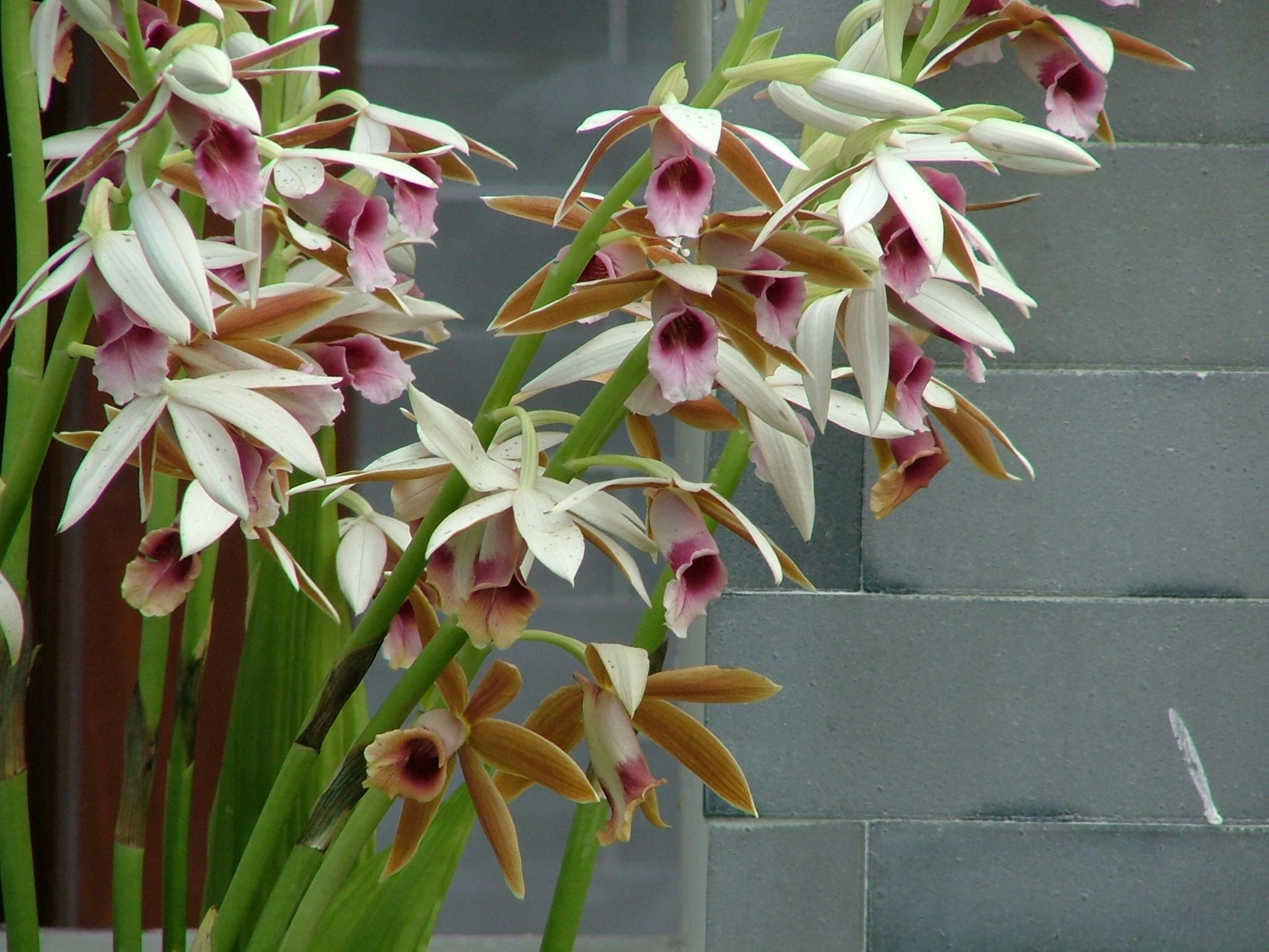 Amy Law - Photographie