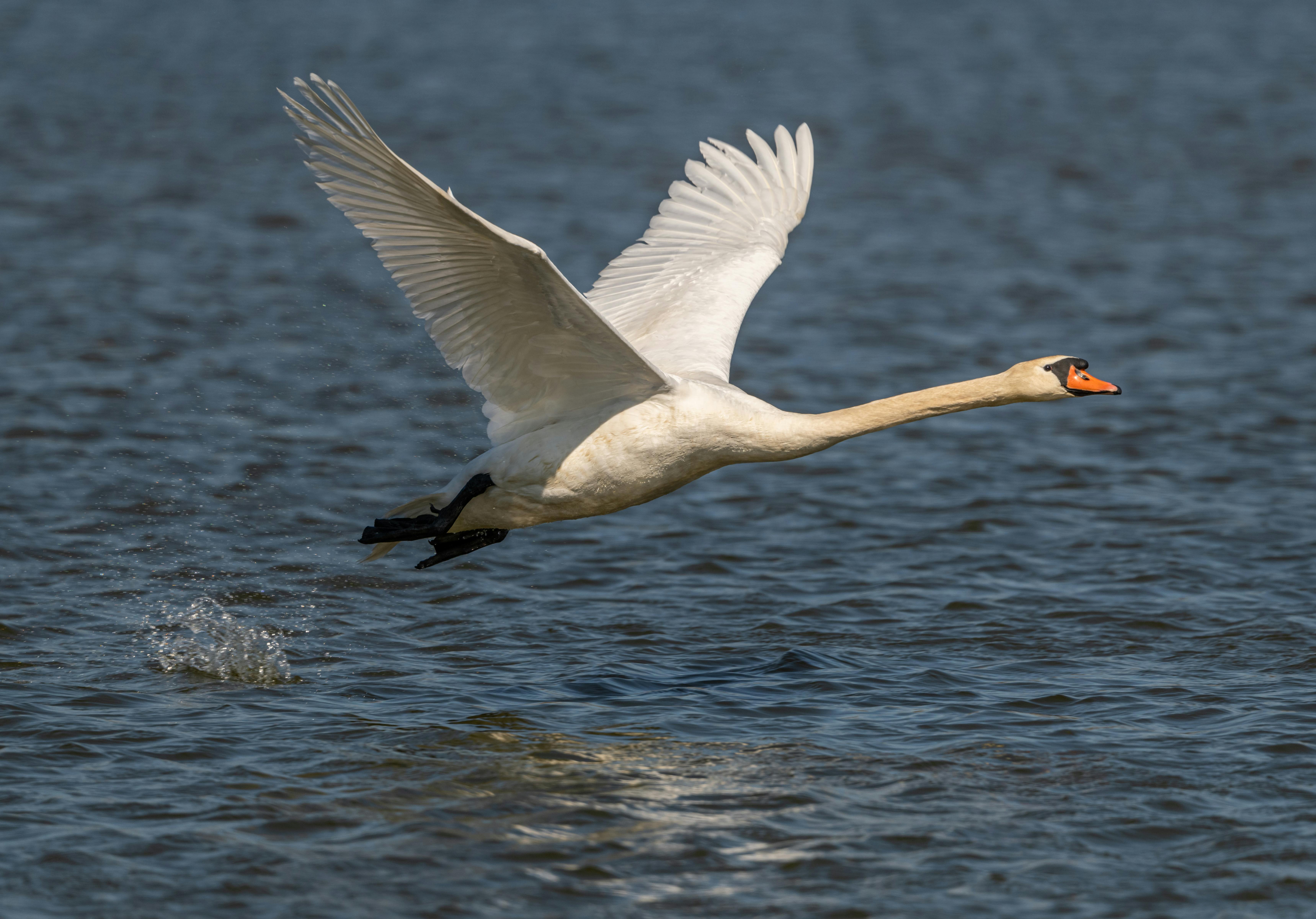 Swan Fish Photos, Download The BEST Free Swan Fish Stock Photos & HD Images