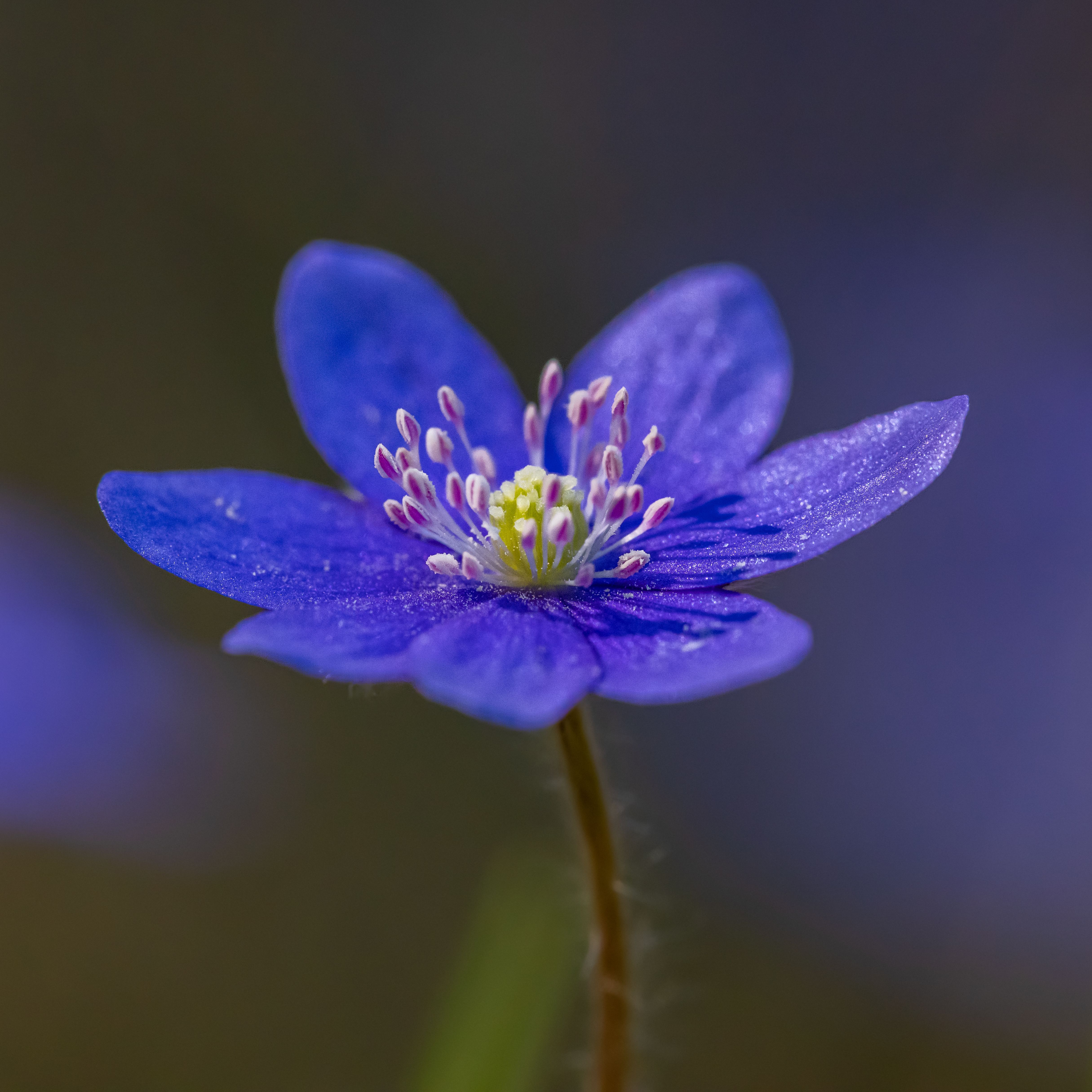 Close-up of an Anemone · Free Stock Photo