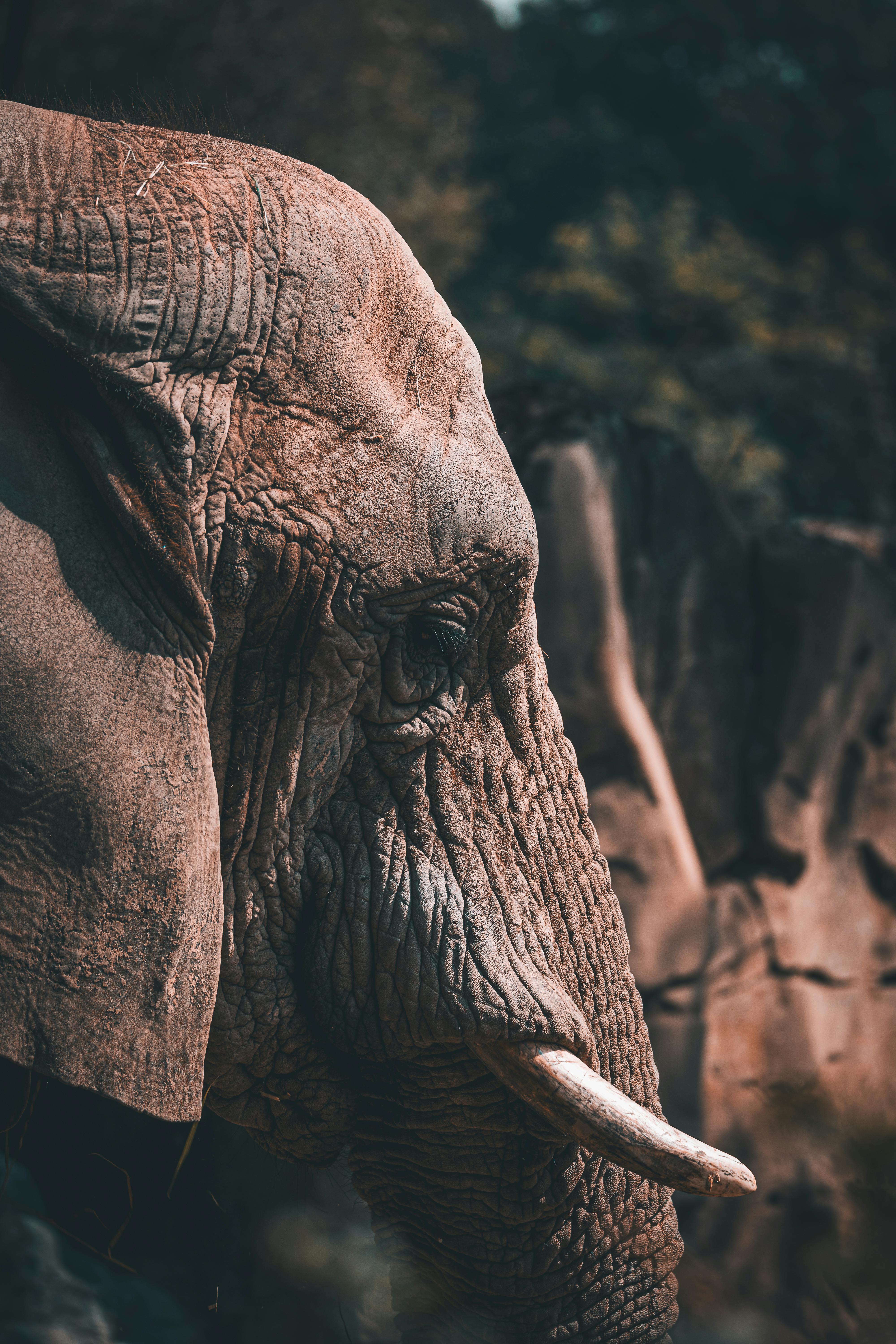 Head of Elephant · Free Stock Photo
