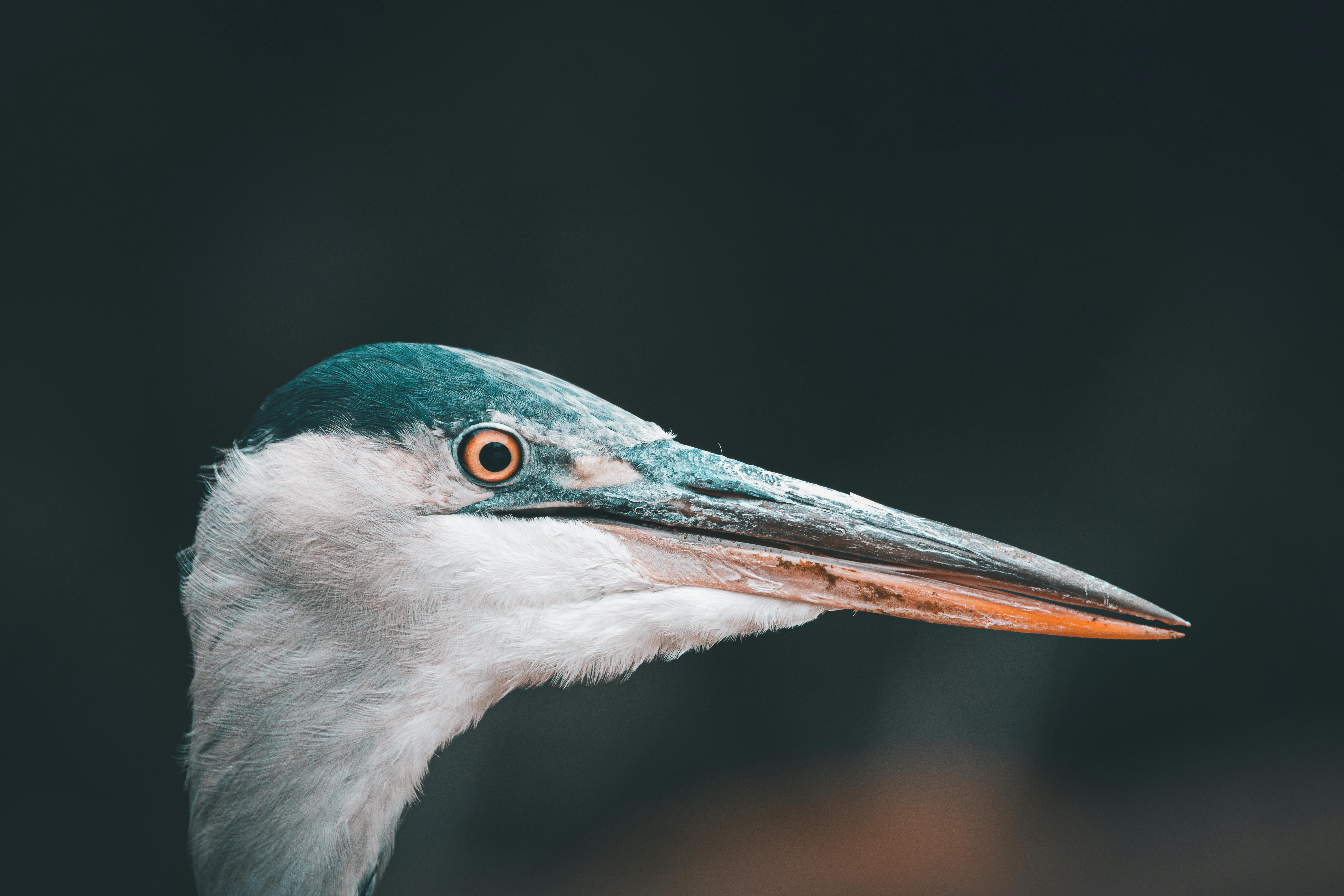 Close up of Bird · Free Stock Photo