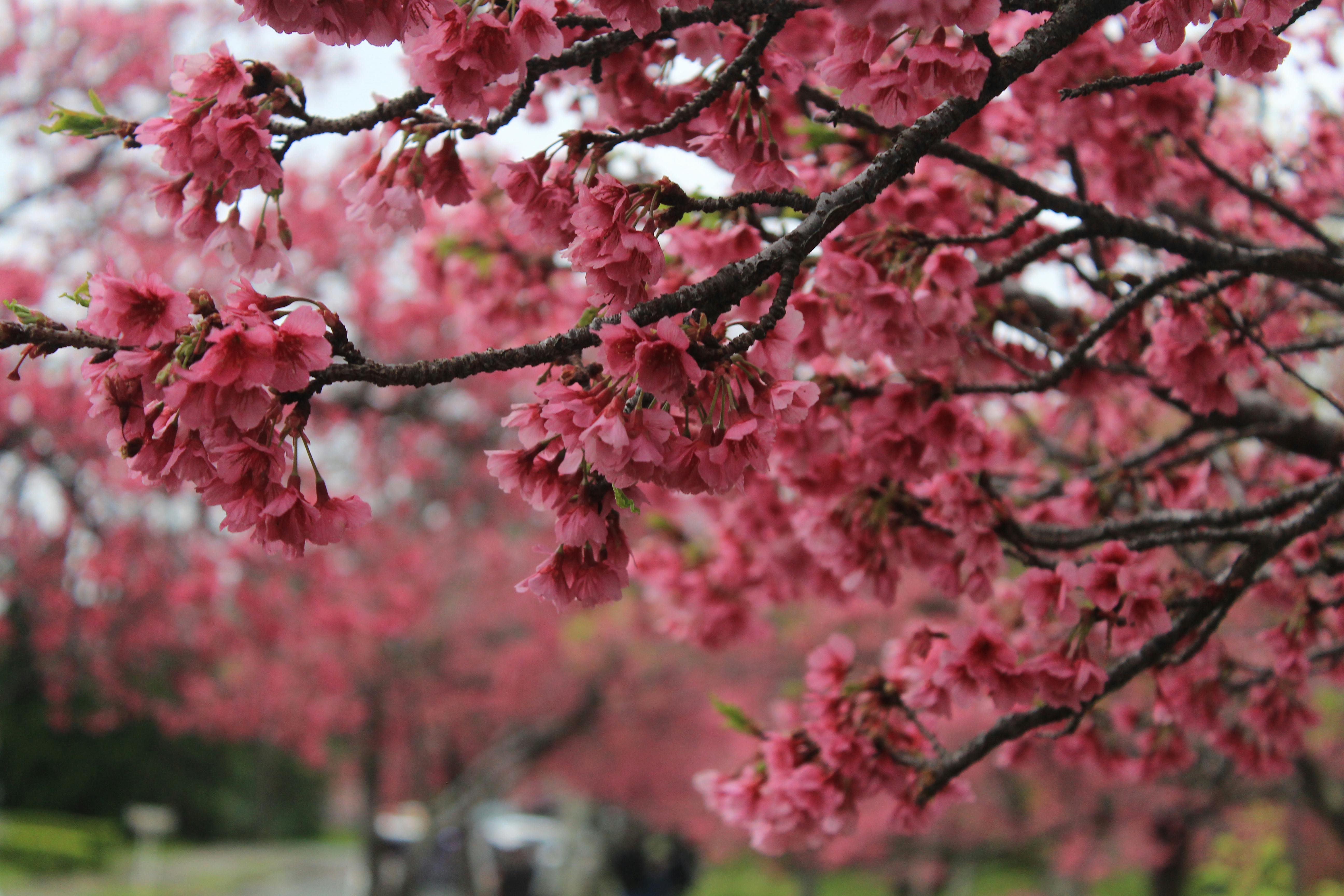 Beautiful Cherry Blossom Branches in Spring · Free Stock Photo