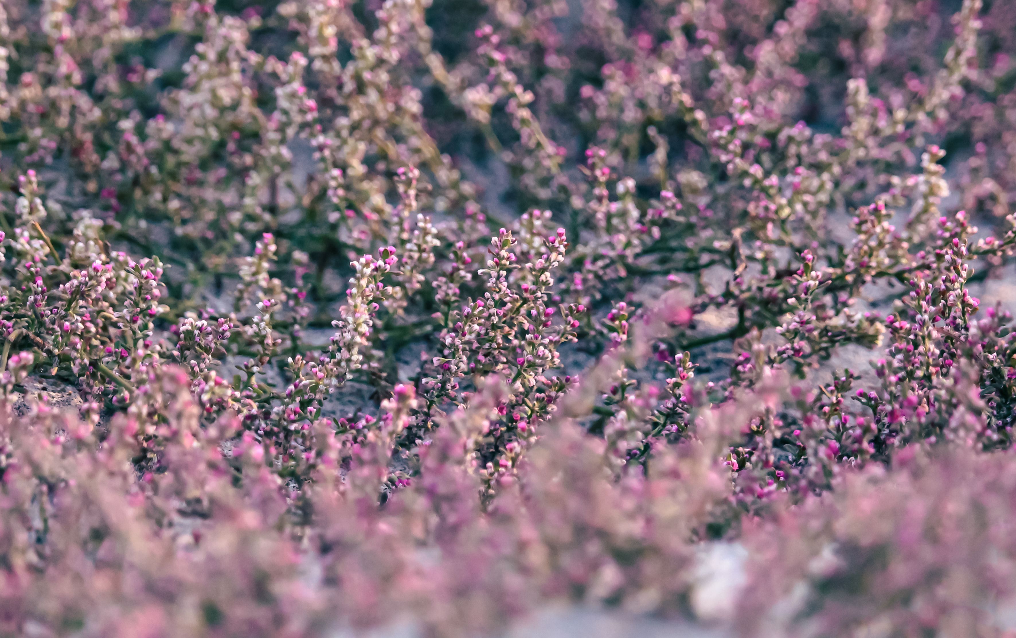 Sand Heather Photos, Download The BEST Free Sand Heather Stock Photos ...