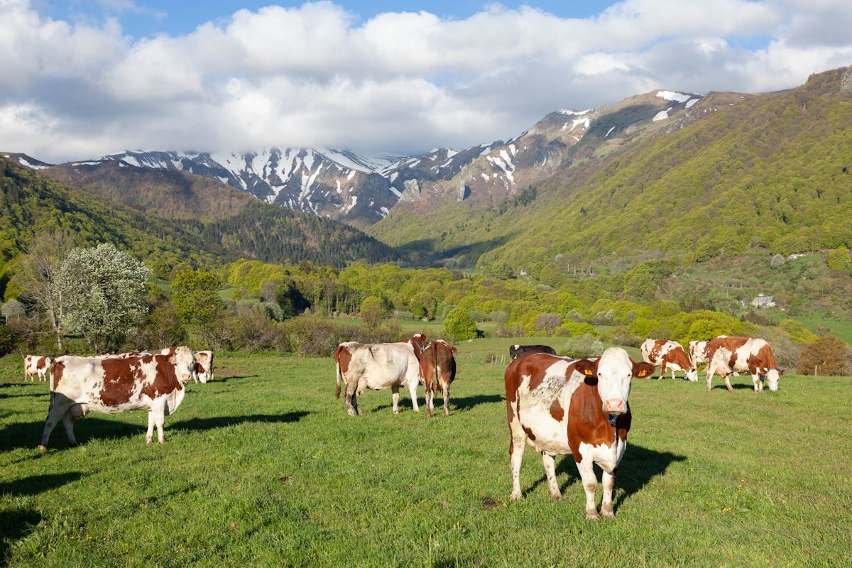 Cattle Wallpaper Photos Photos, Download The BEST Free Cattle Wallpaper ...