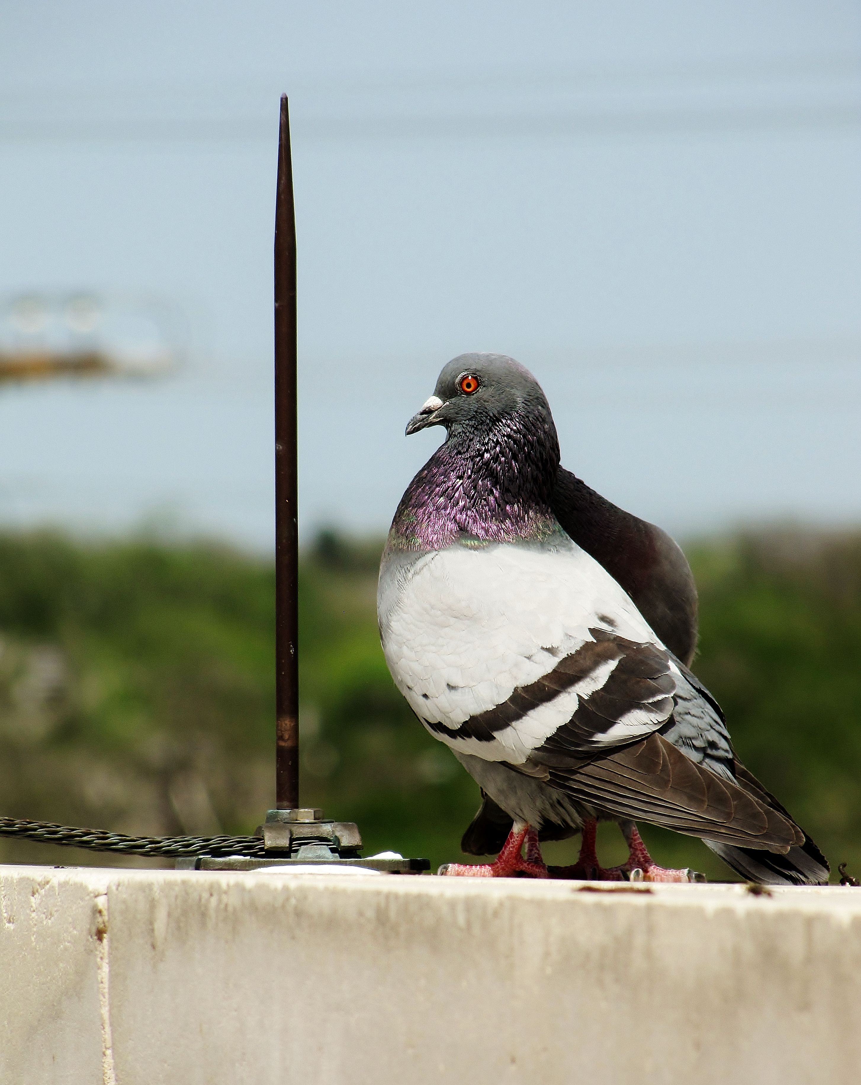 A pigeon is sitting on a pole · Free Stock Photo