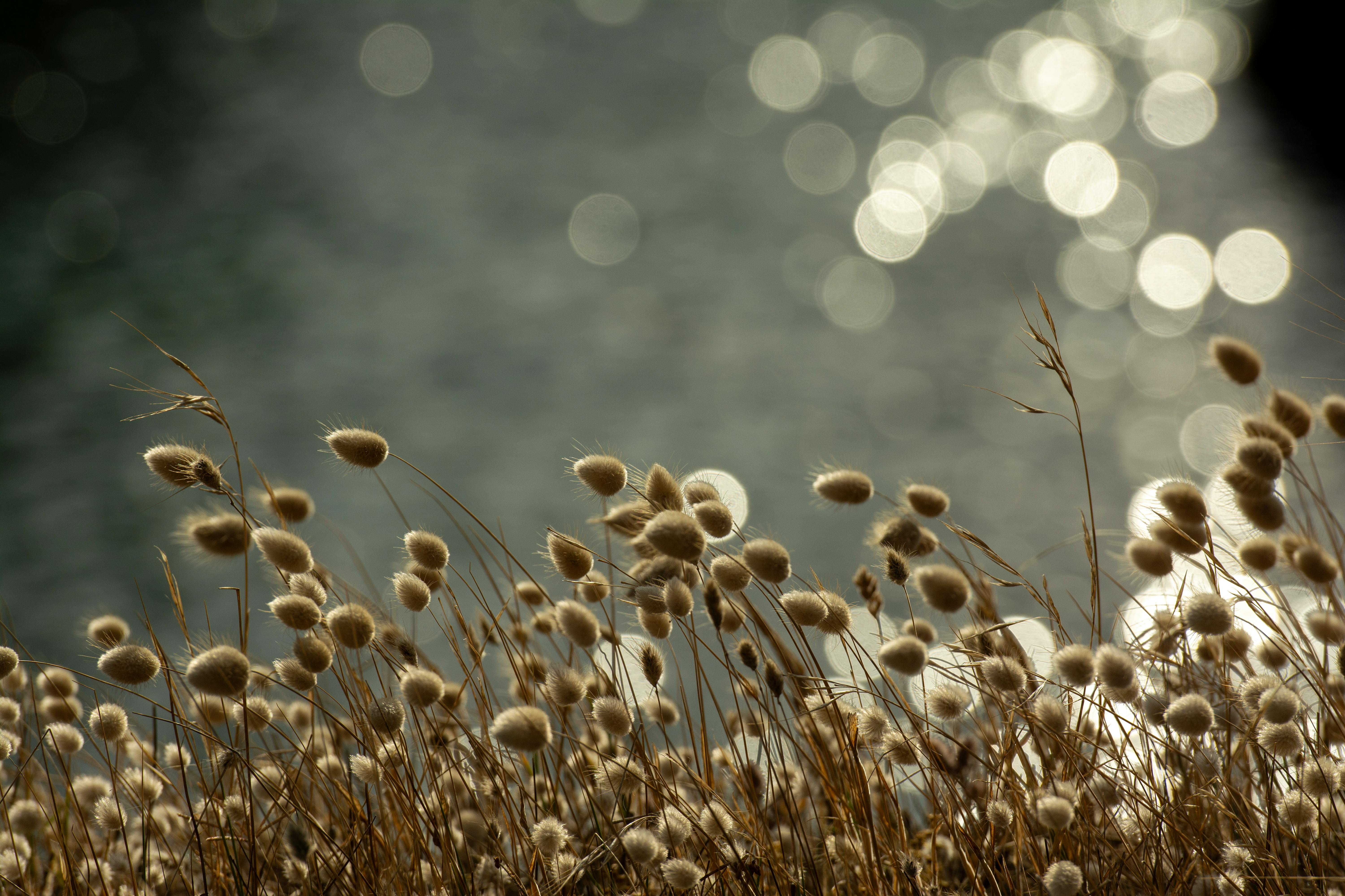 Wild Seeds on a Field · Free Stock Photo