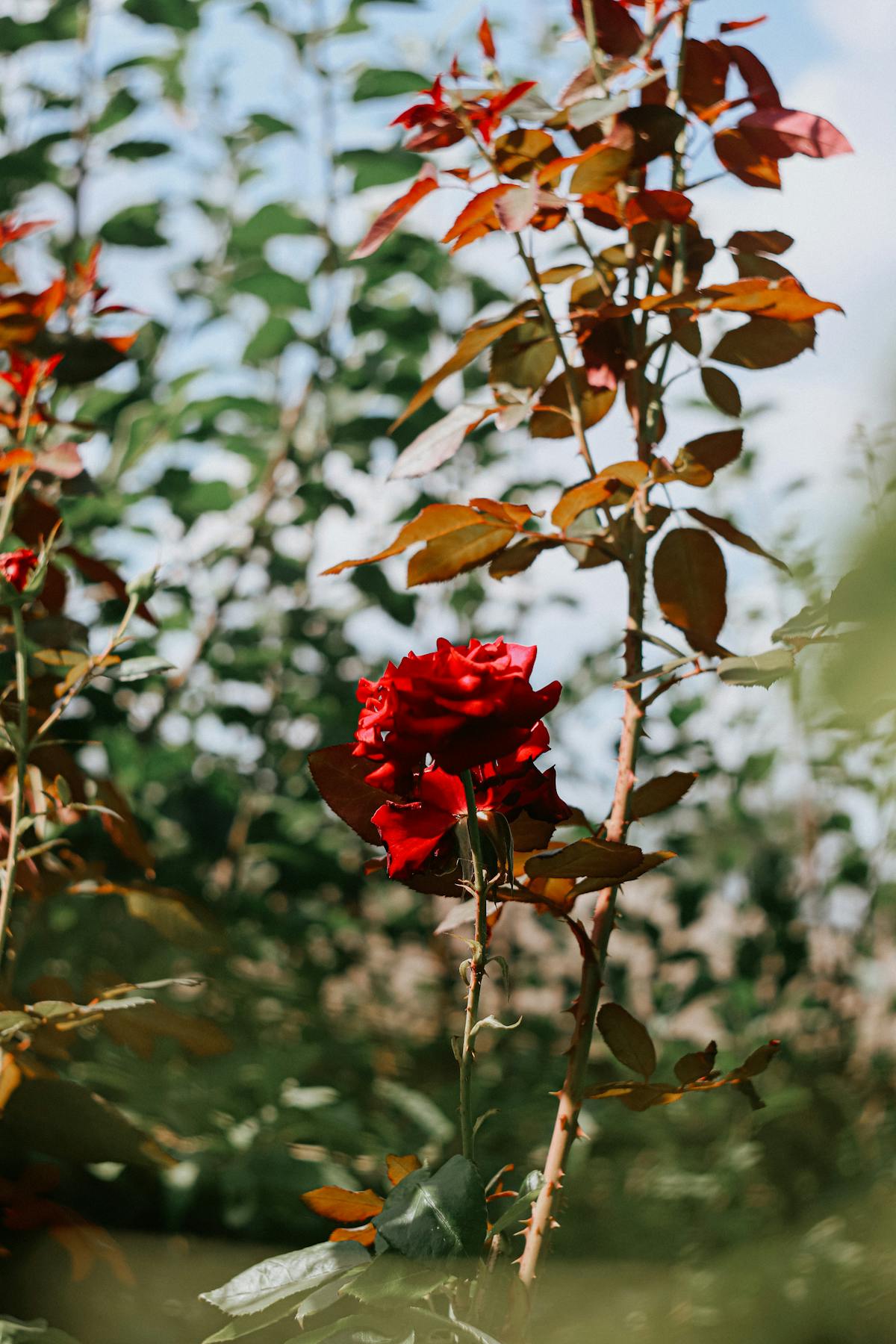 Darklord Rose In The Hood Photos, Download The BEST Free Darklord Rose ...