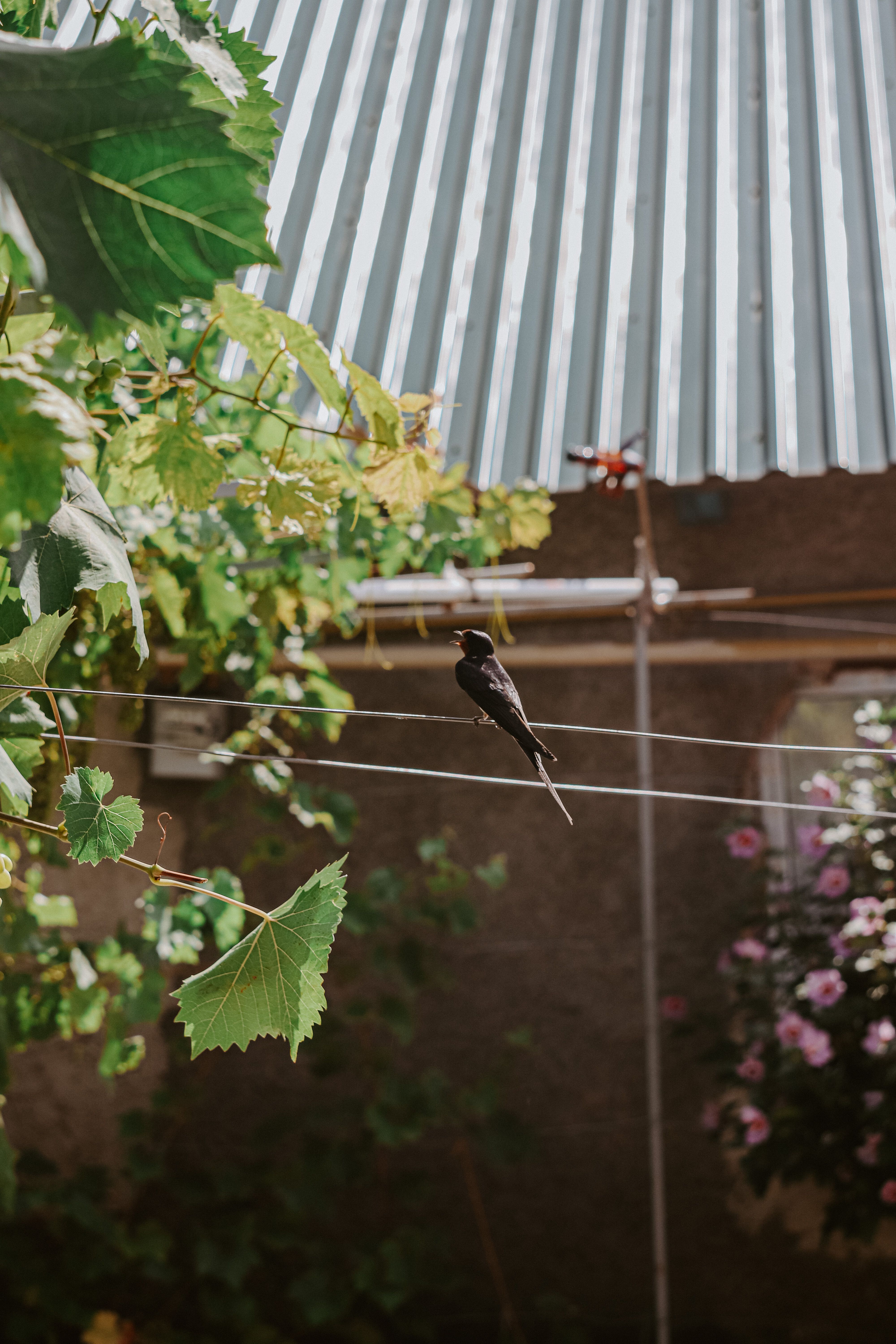 Birds On Clothesline Photos, Download The BEST Free Birds On ...