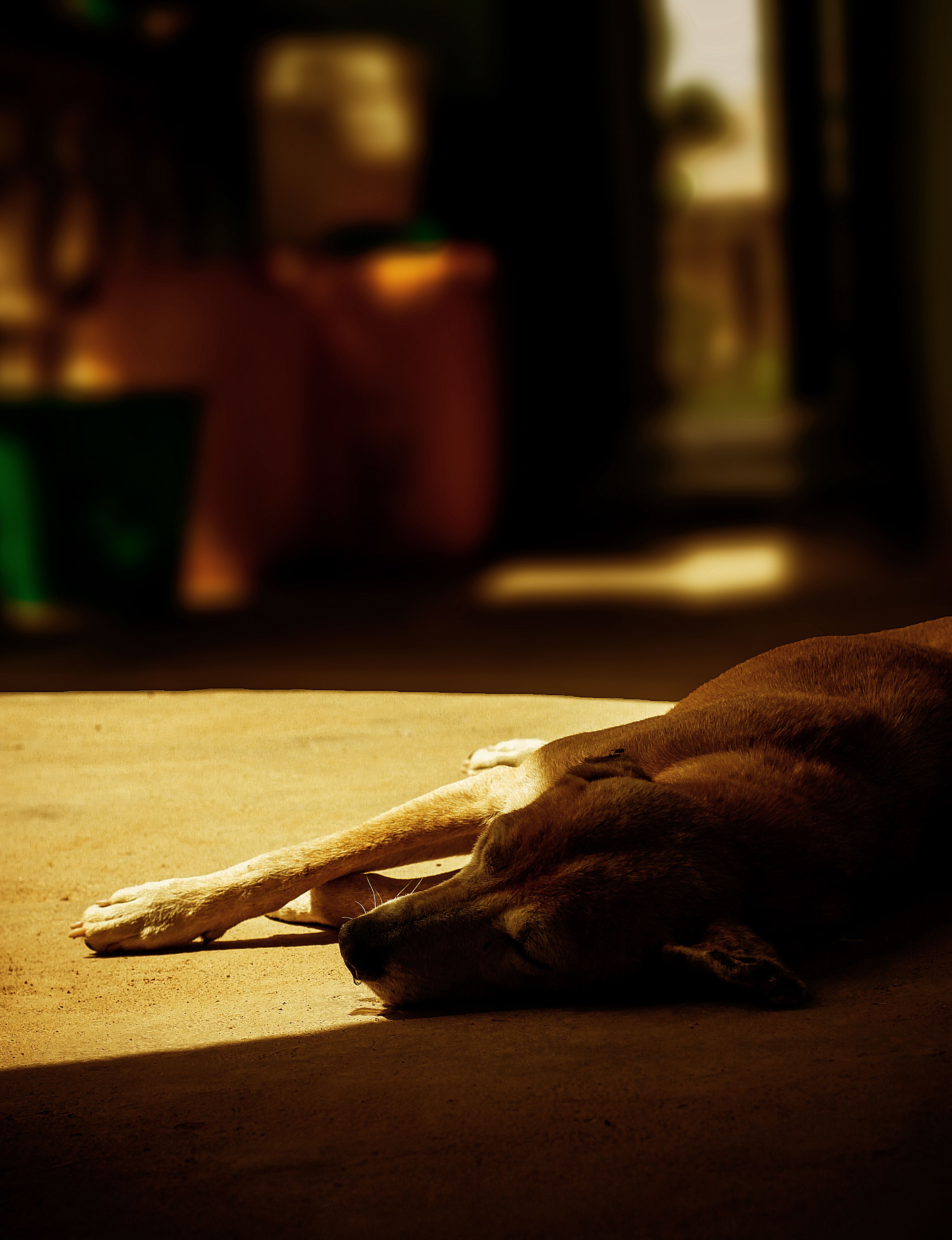 Dog Sleeping in Shadow · Free Stock Photo