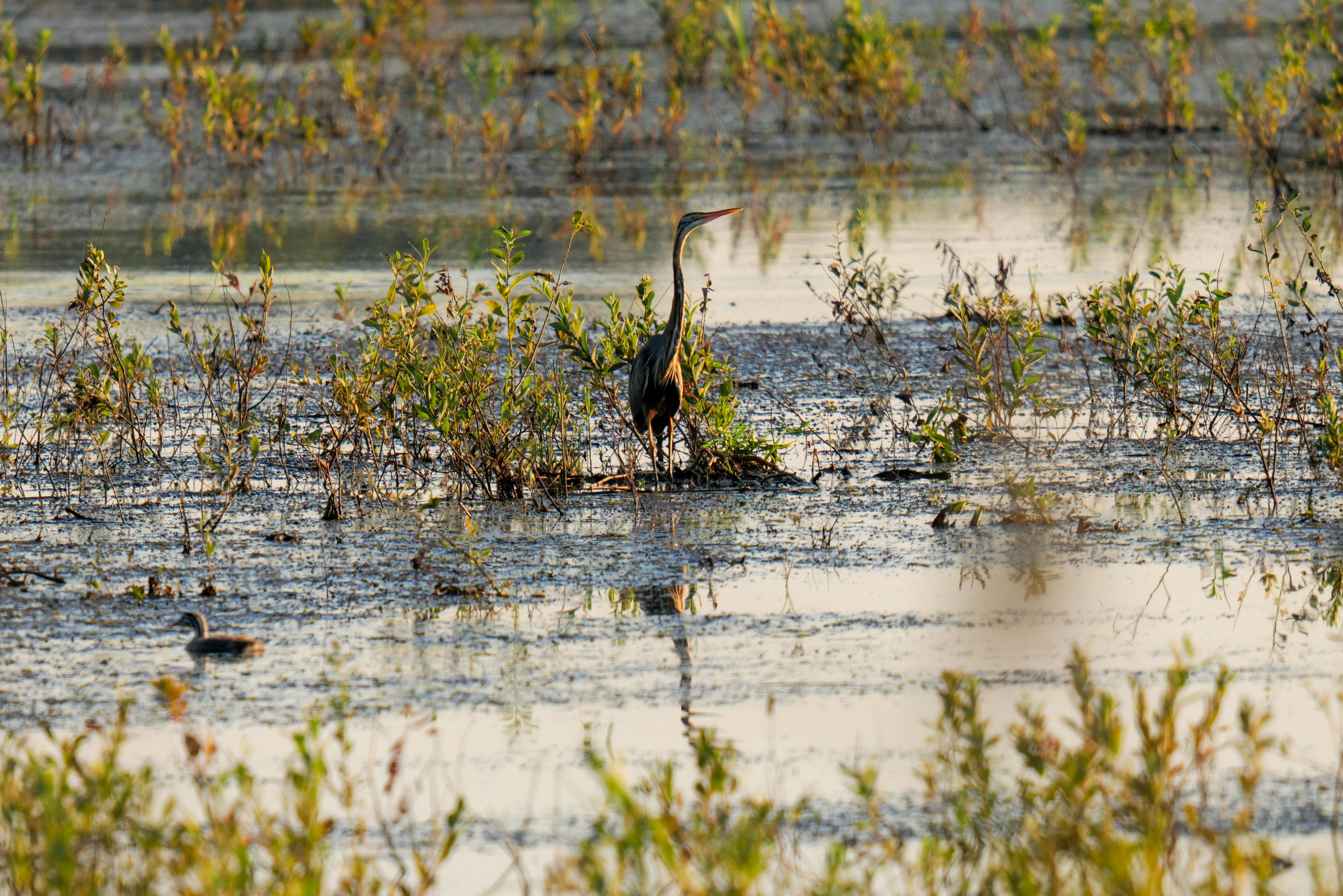 Two Wood Stork Birds in Water · Free Stock Photo