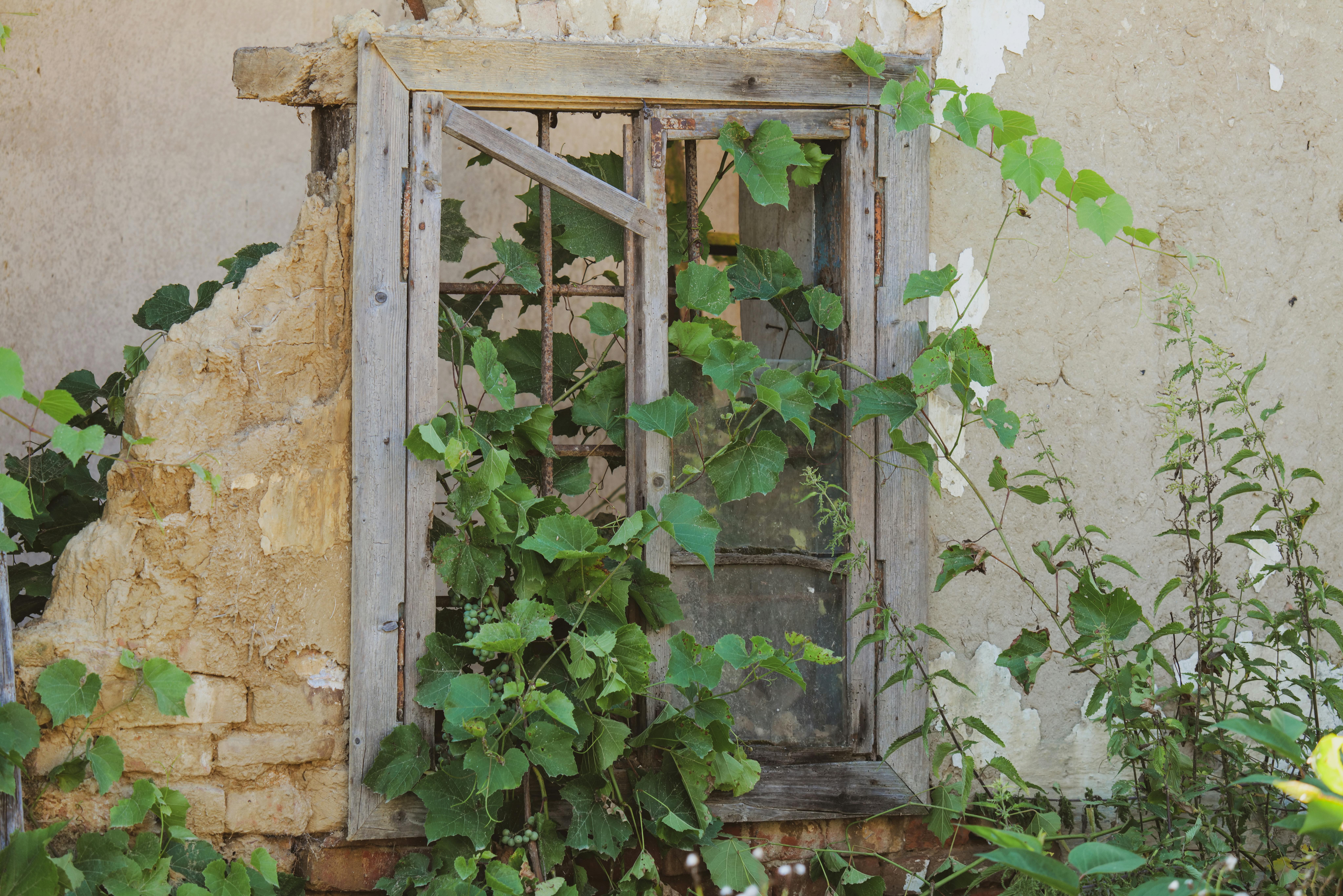 Leaves in Broken Windows of Abandoned Building · Free Stock Photo