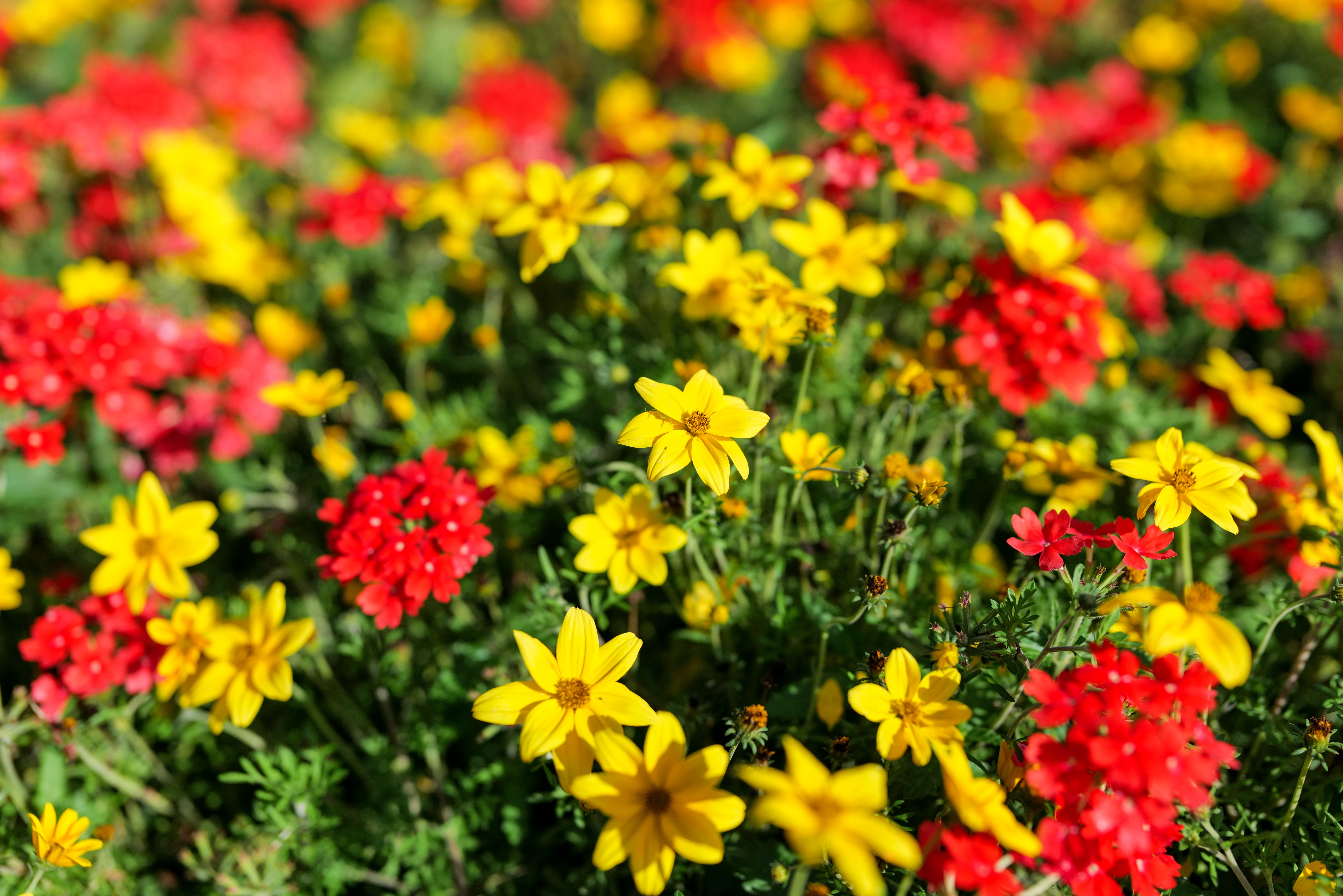 Meadow of Blooming Red and Yellow Flowers · Free Stock Photo