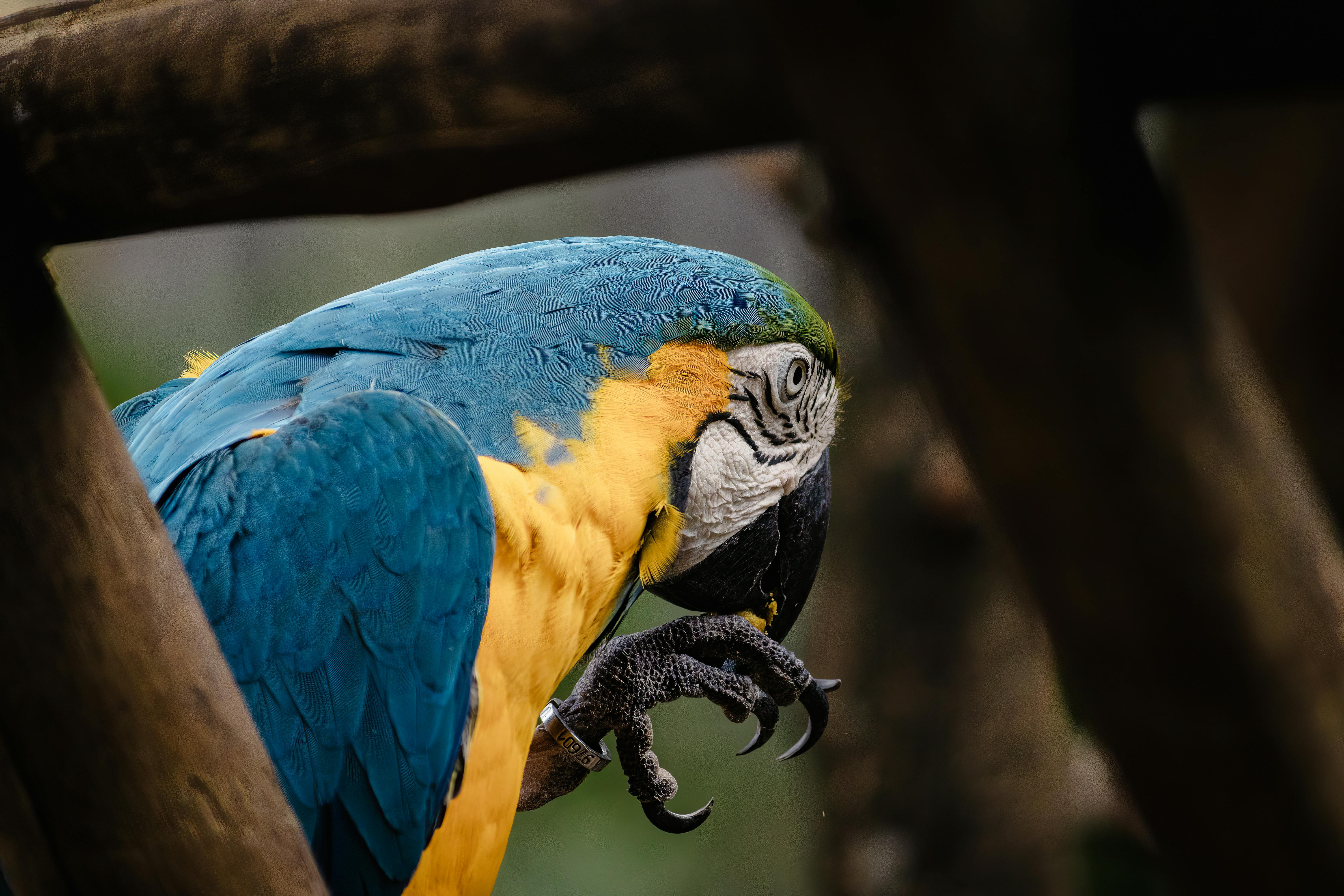 Selective Focus Photo of a Blue and Yellow Macaw Parrot · Free Stock Photo