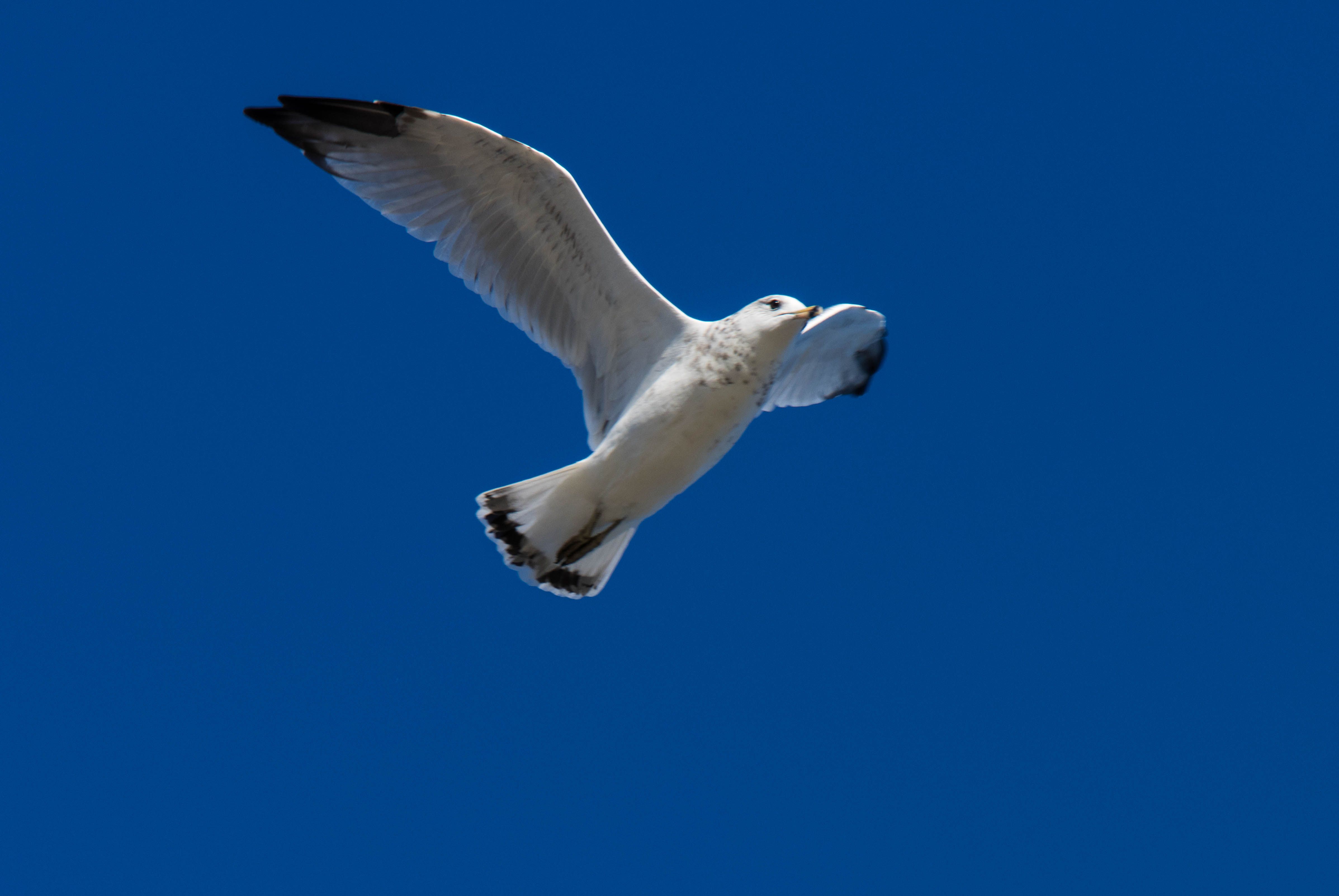 View of a Flying Bat · Free Stock Photo