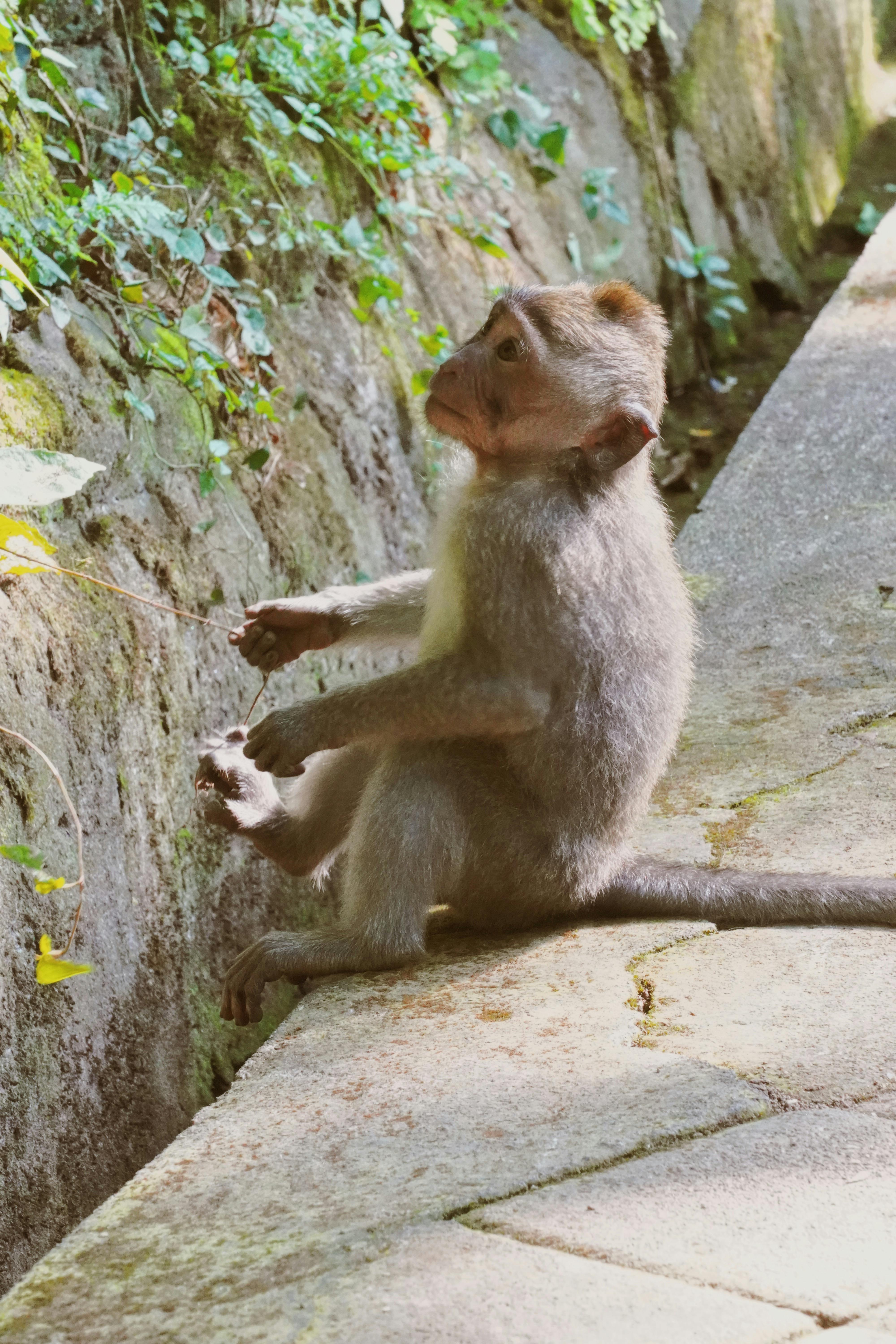 Gray and White Monkey Eating Fruit · Free Stock Photo