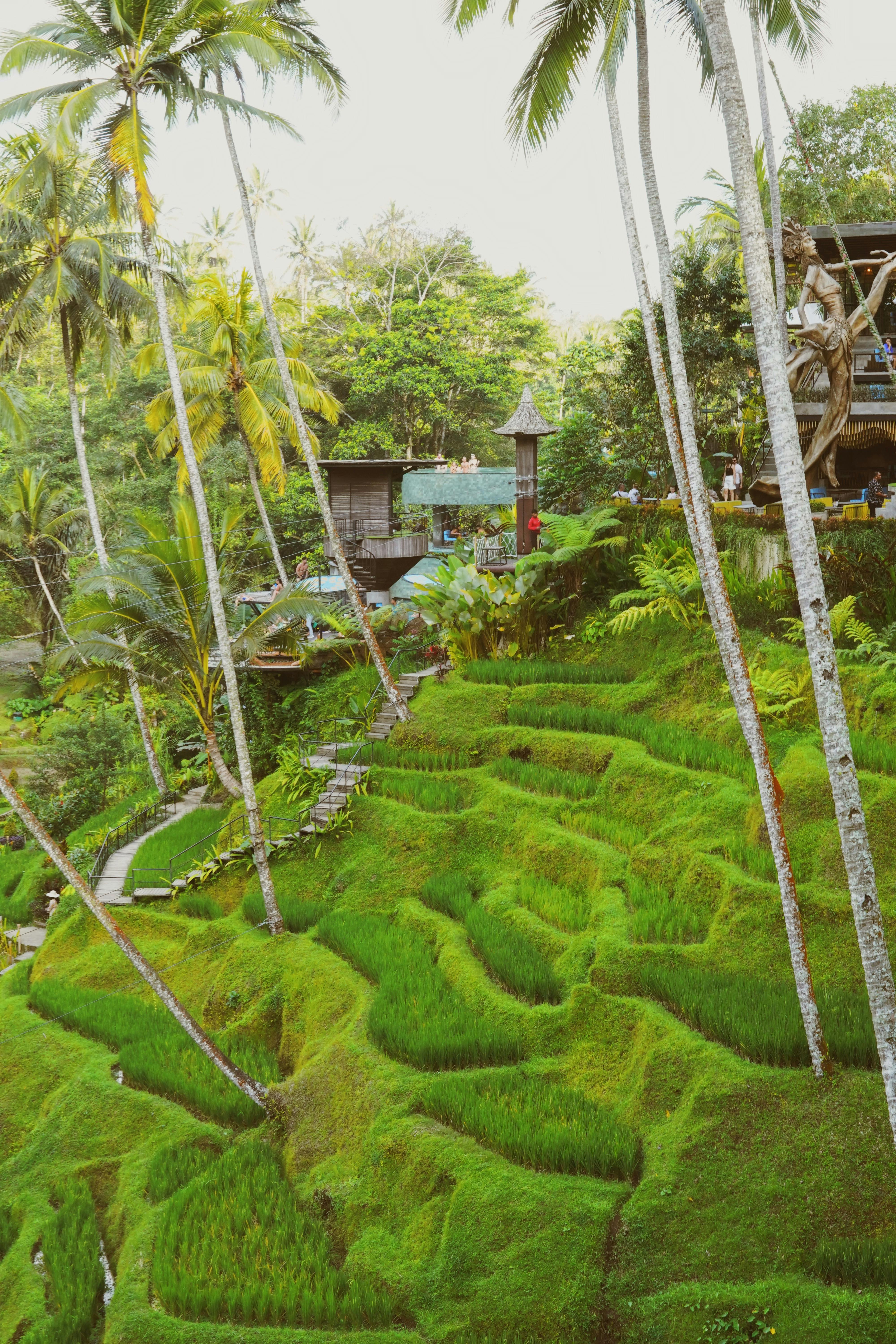 Aerial View of Terraced Rice Fields in Bali · Free Stock Photo