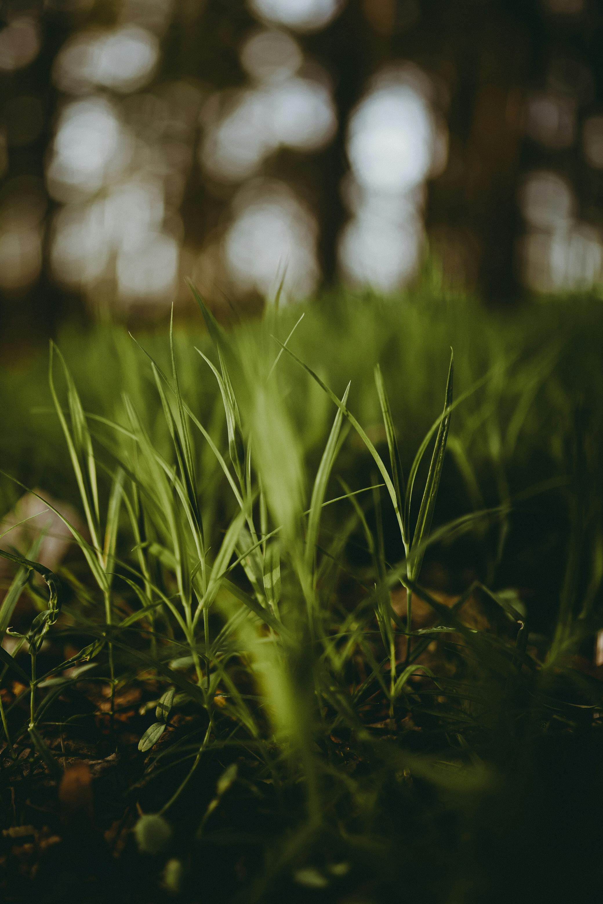 Green Grass during Daytime in Focus Photography · Free Stock Photo