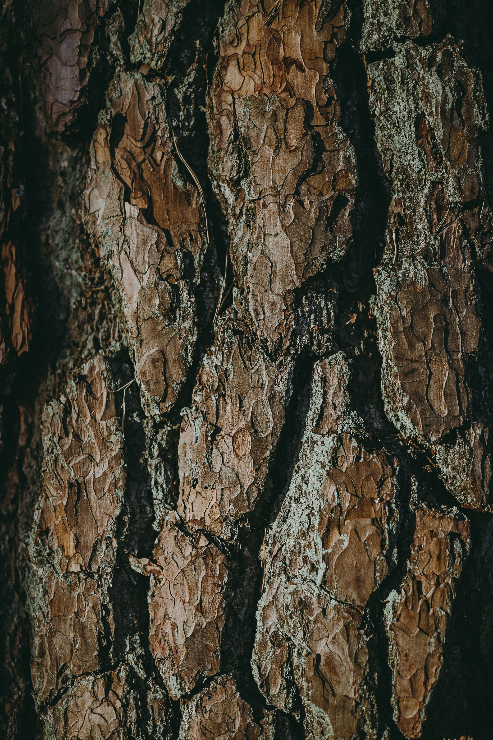 Photo gratuite de aboiement, arbre, fond d'écran, râpeux, texture, tir ...