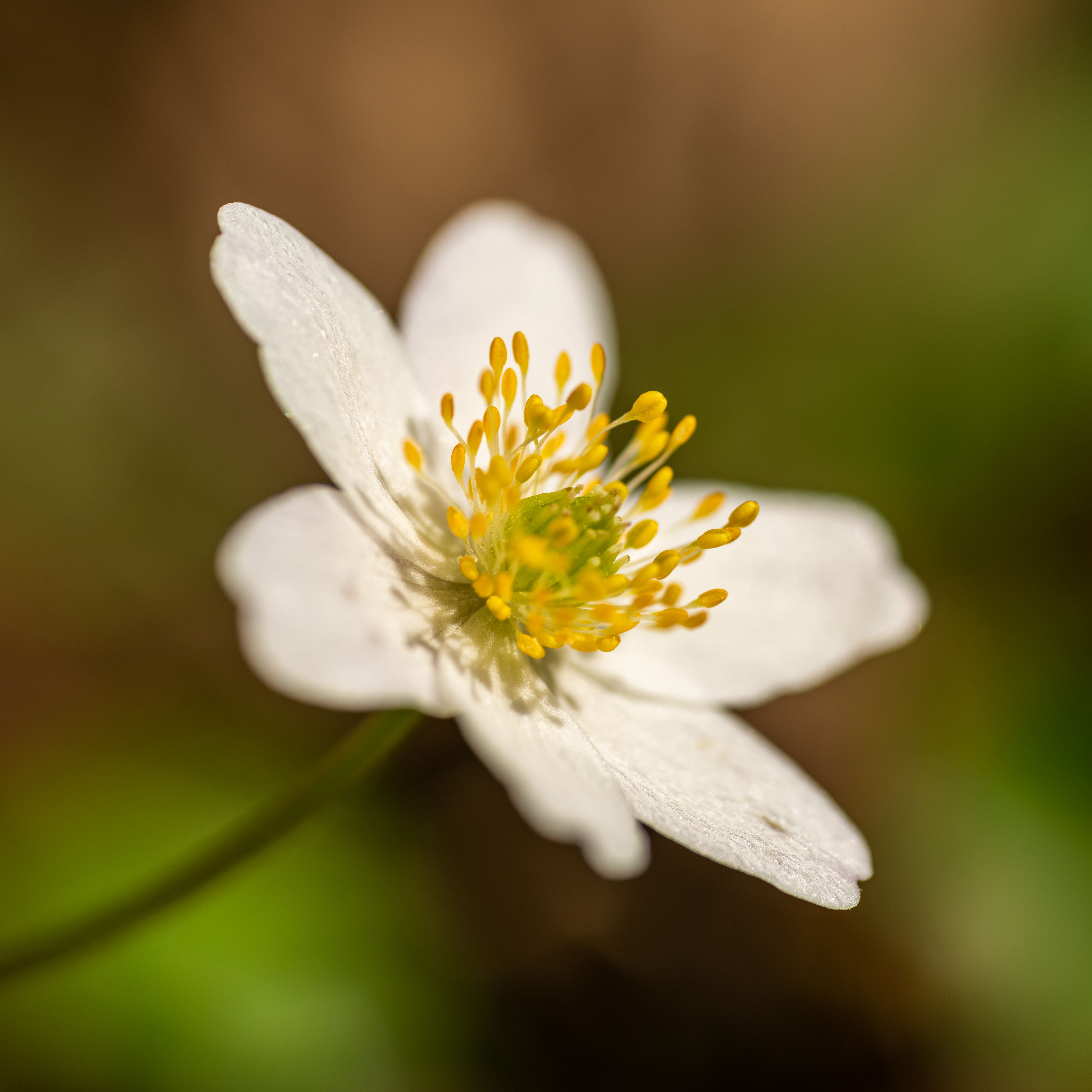 Stamens on White Flower · Free Stock Photo